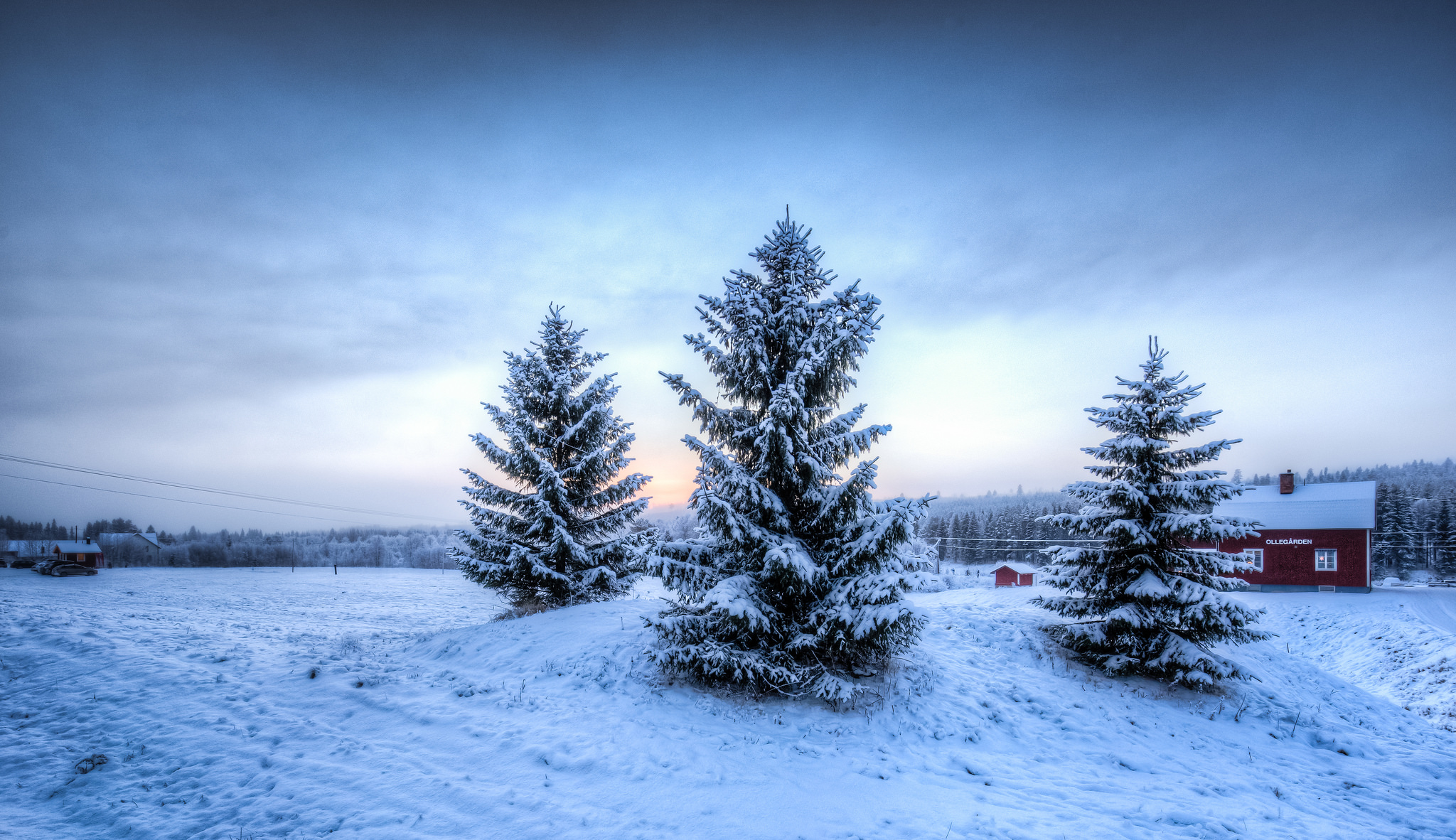Download Tree Snow Photography Winter Image
