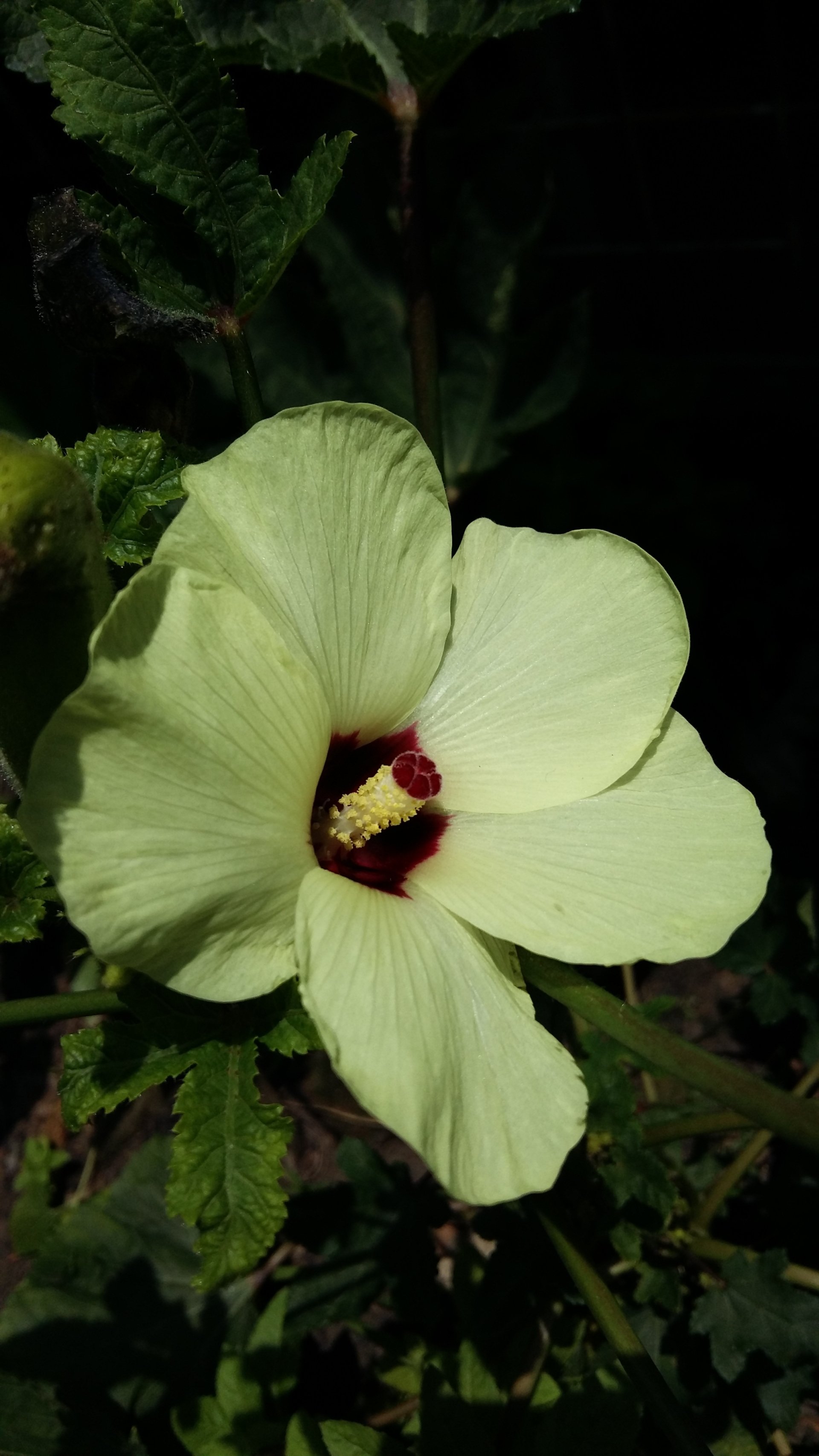 Lady Finger Flower by s_junun
