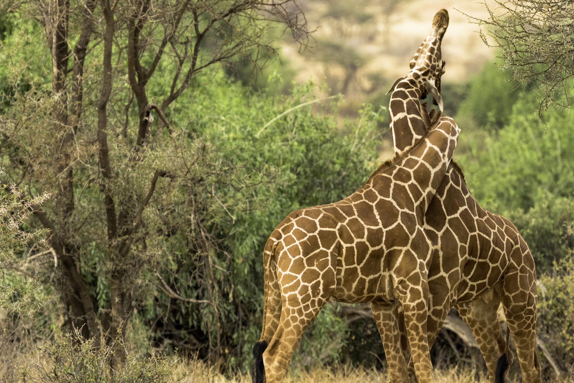 Download Animal Giraffe Image
