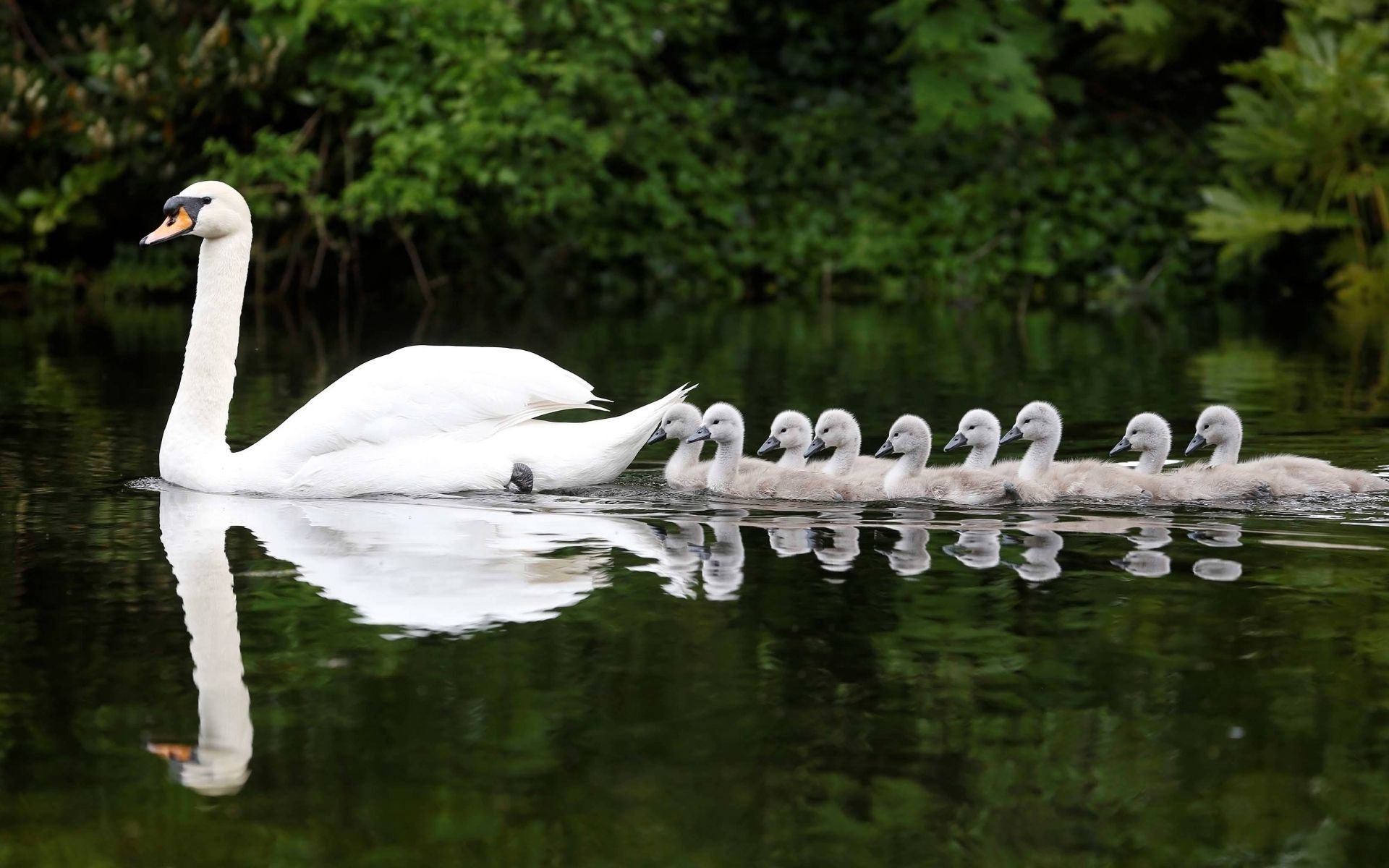 Download Chick Baby Animal Reflection Water Bird Swan Animal Mute Swan ...