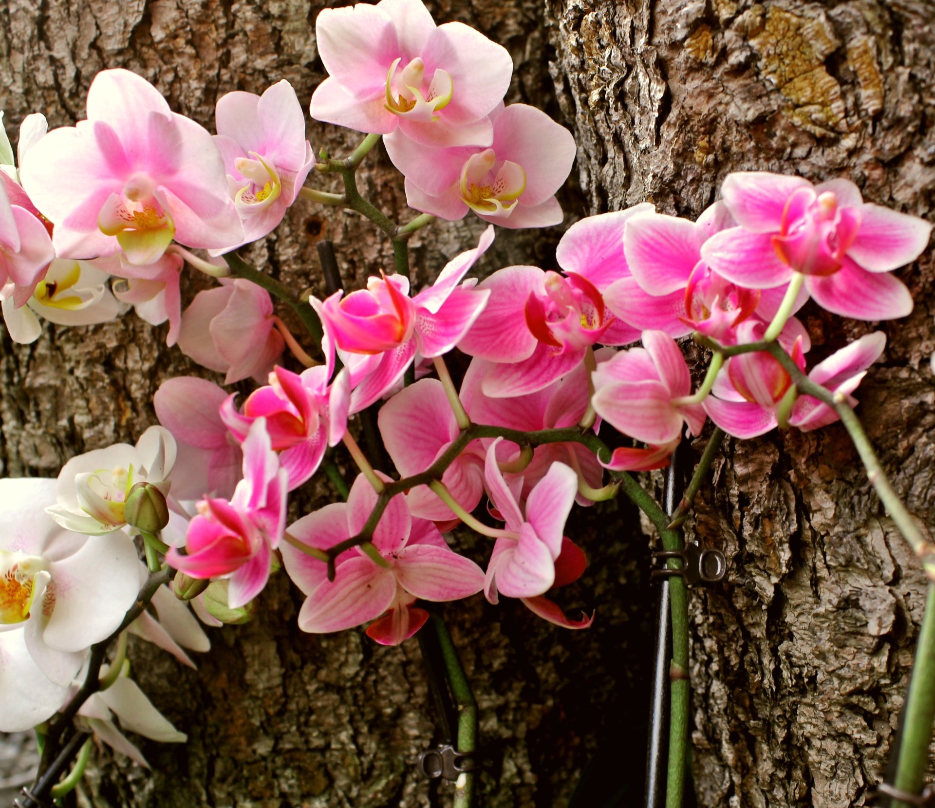 Moth Orchid - Desktop Wallpapers, Phone Wallpaper, PFP, Gifs, and More!