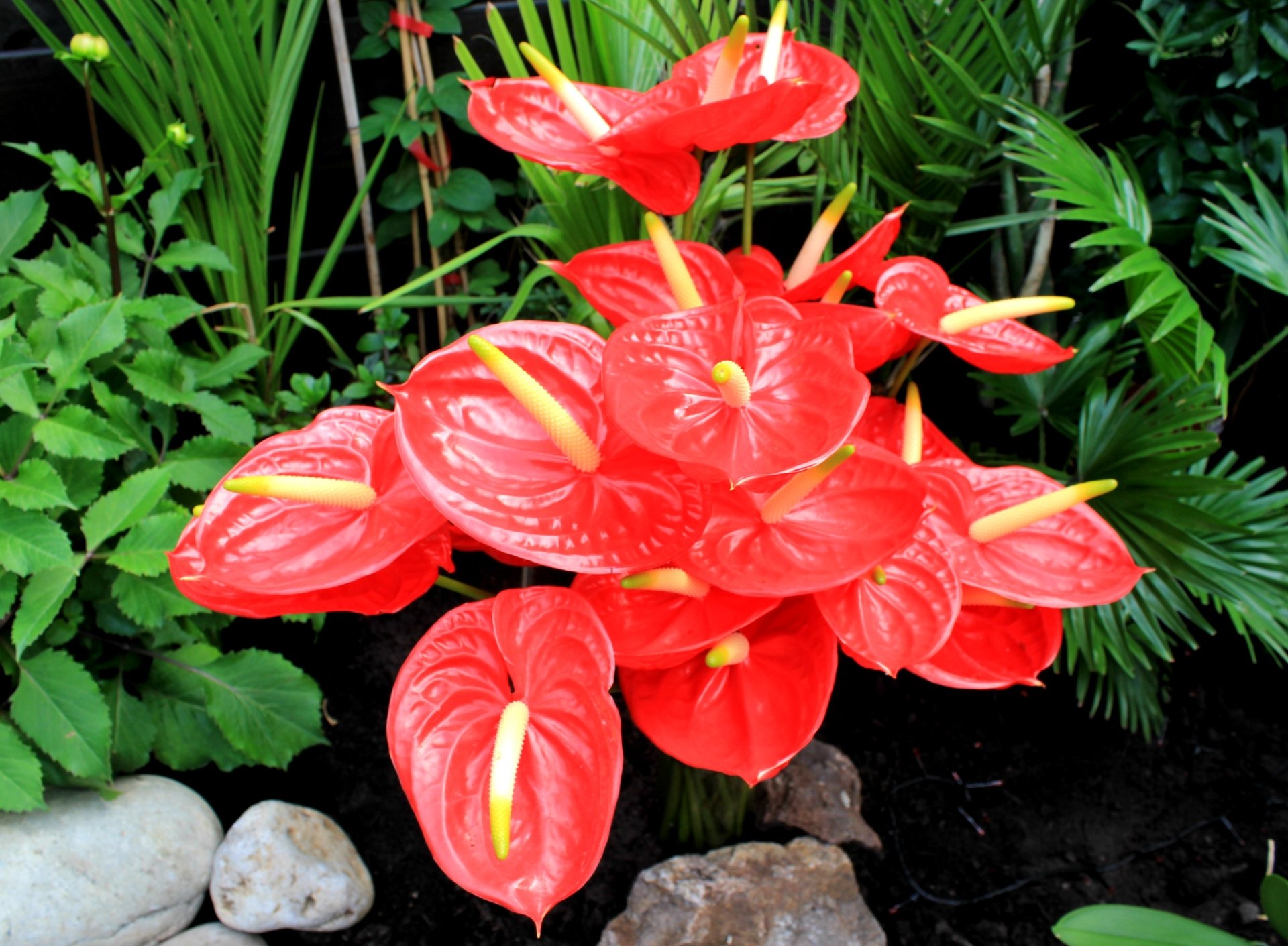 Anthurium - Desktop Wallpapers, Phone Wallpaper, PFP, Gifs, and More!