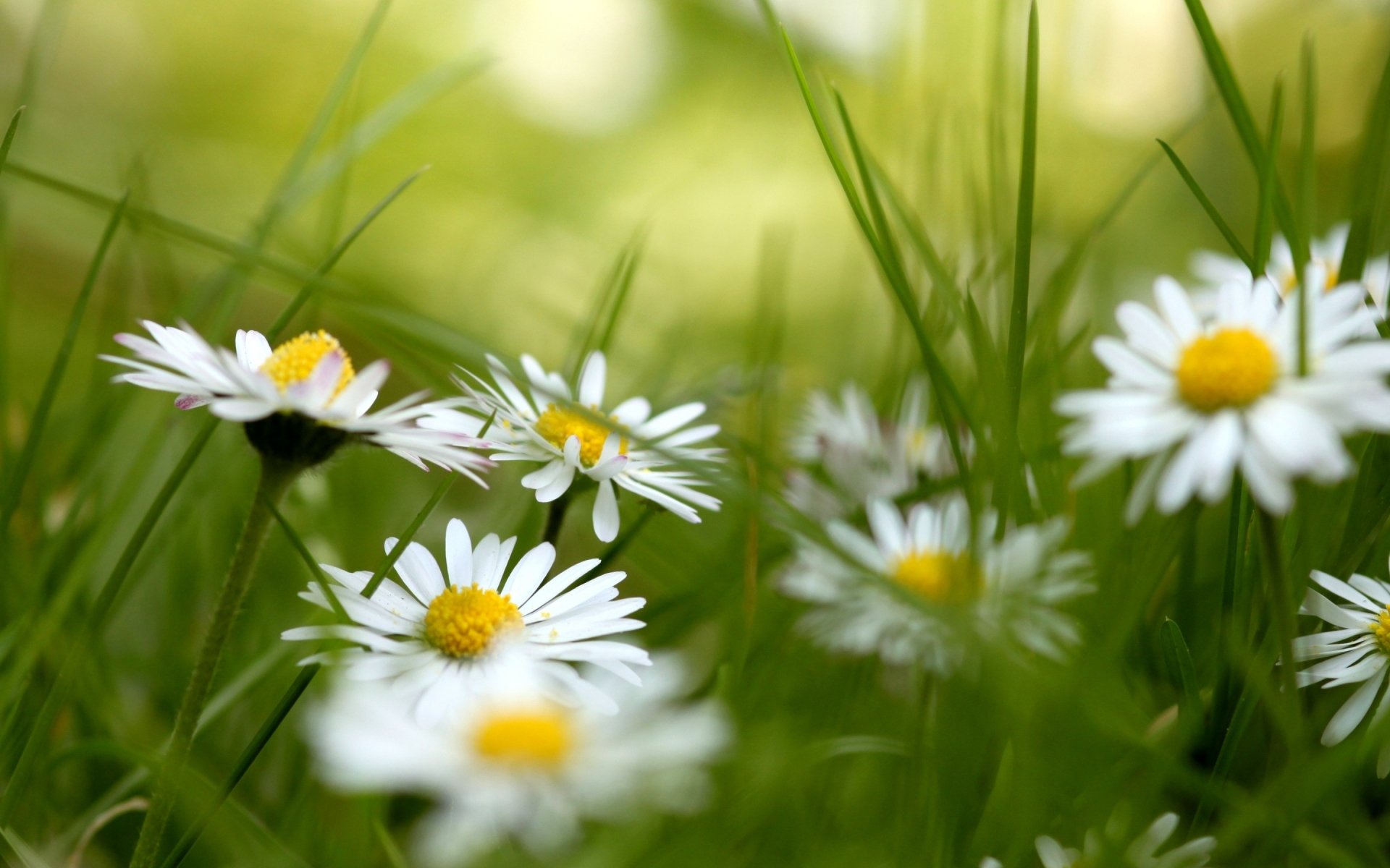 Download White Flower Nature Flower Daisy Image
