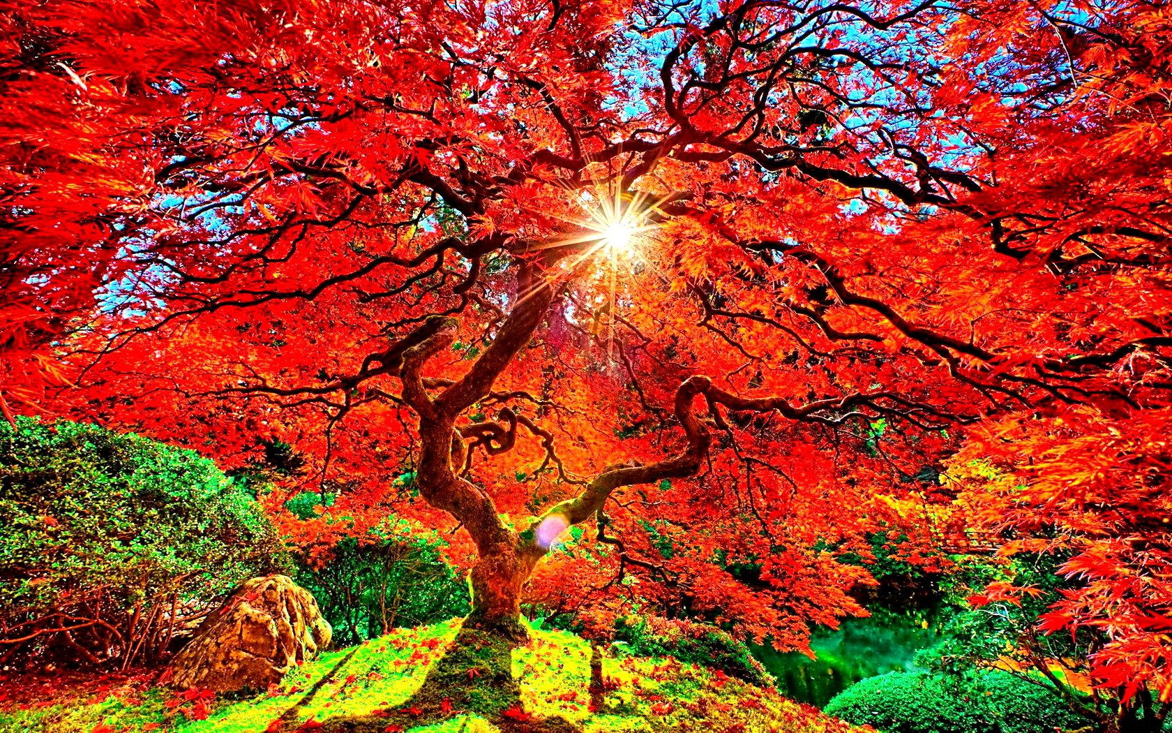 Sun Shining on Tree in Japanese Garden Image - ID: 294500 - Image Abyss