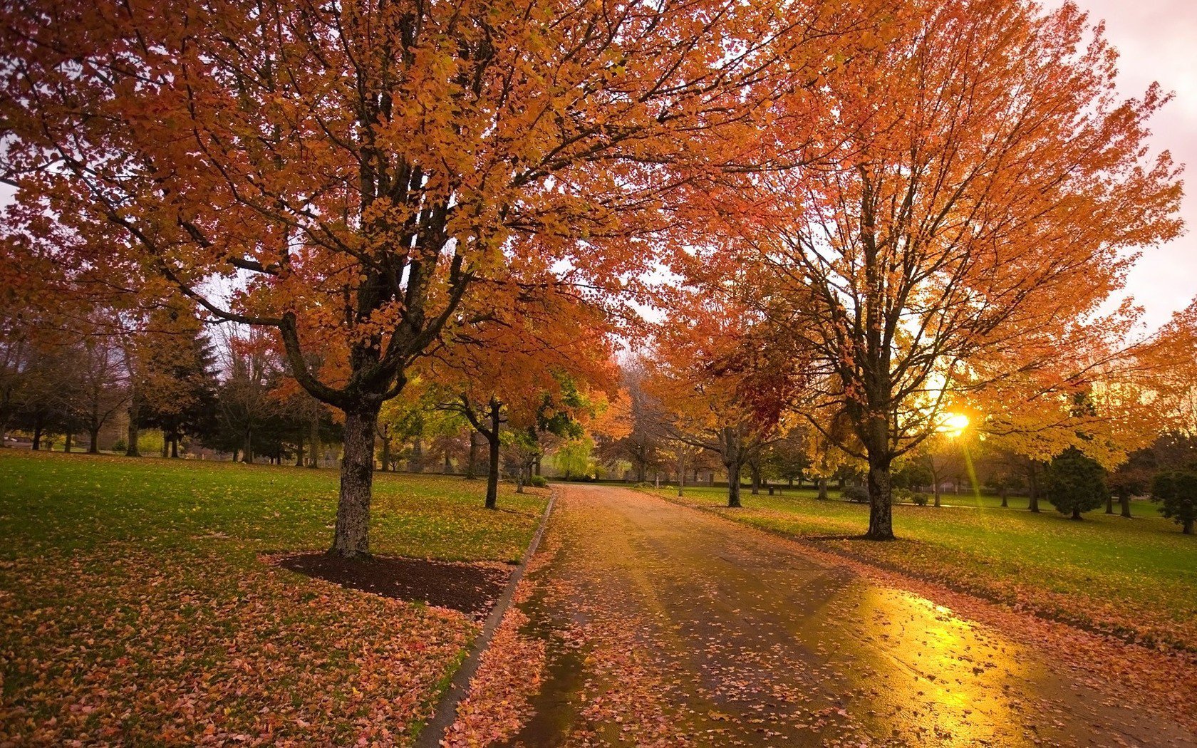 Golden Pathway: A Serene Fall Walk Through the Park Trees