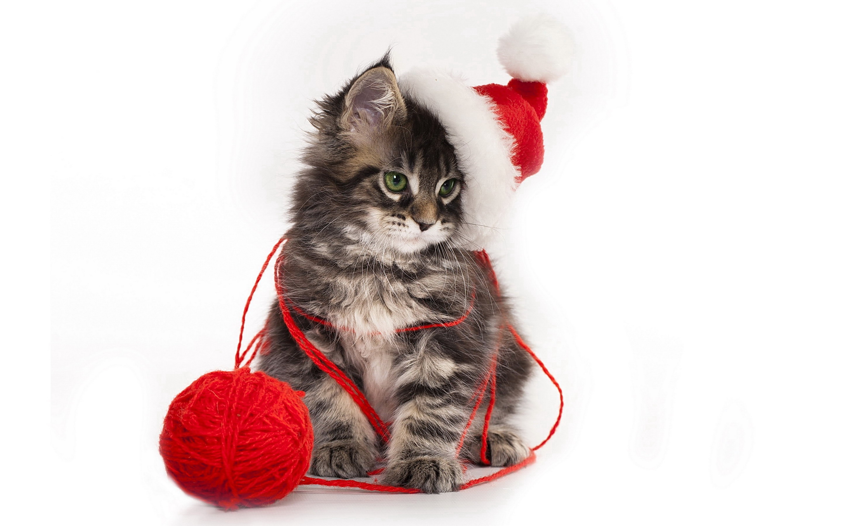 Download Cute Santa Hat Kitten Christmas Animal Cat Cute Cat Christmas ...