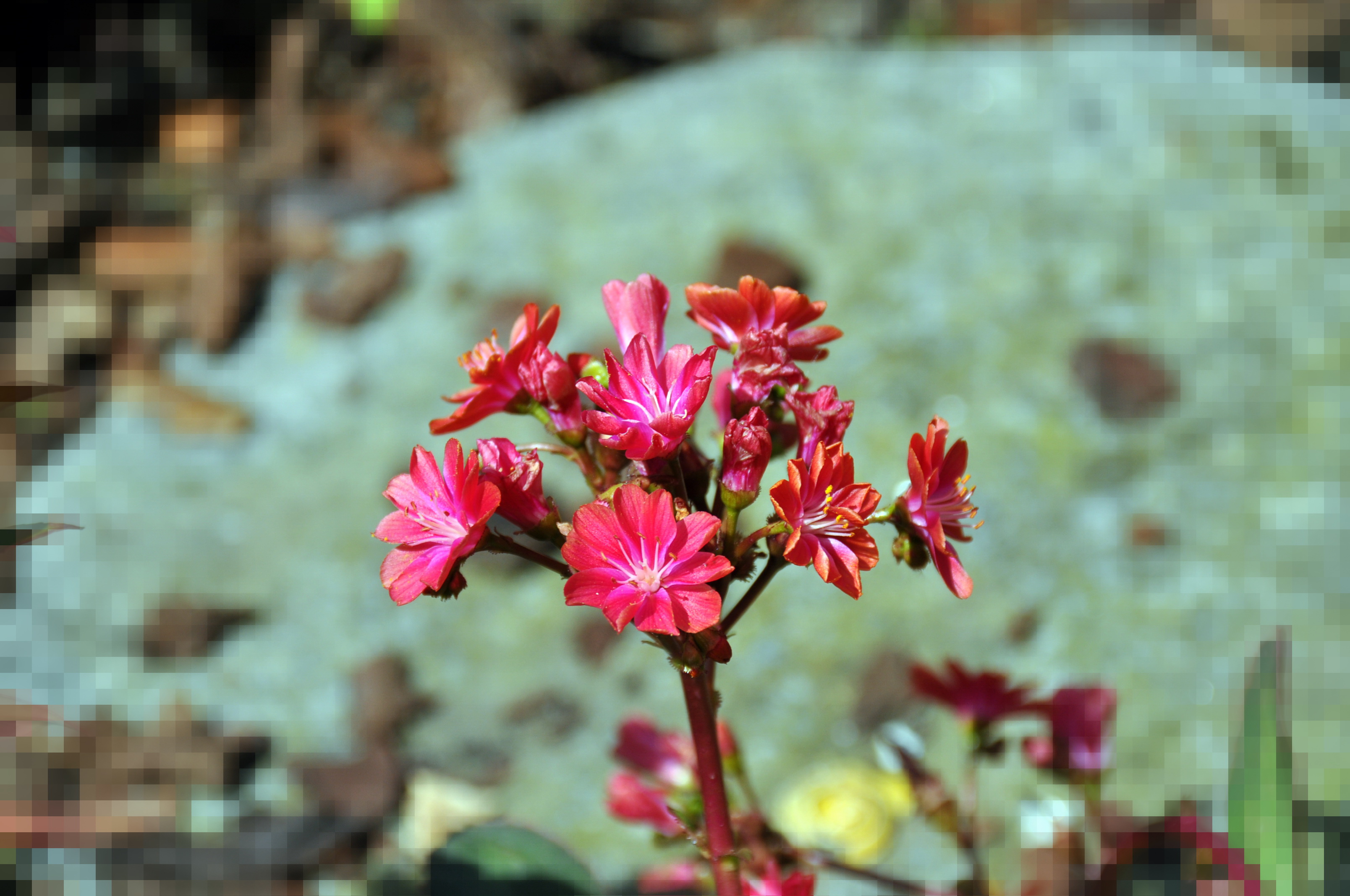 Lewisia by mapini