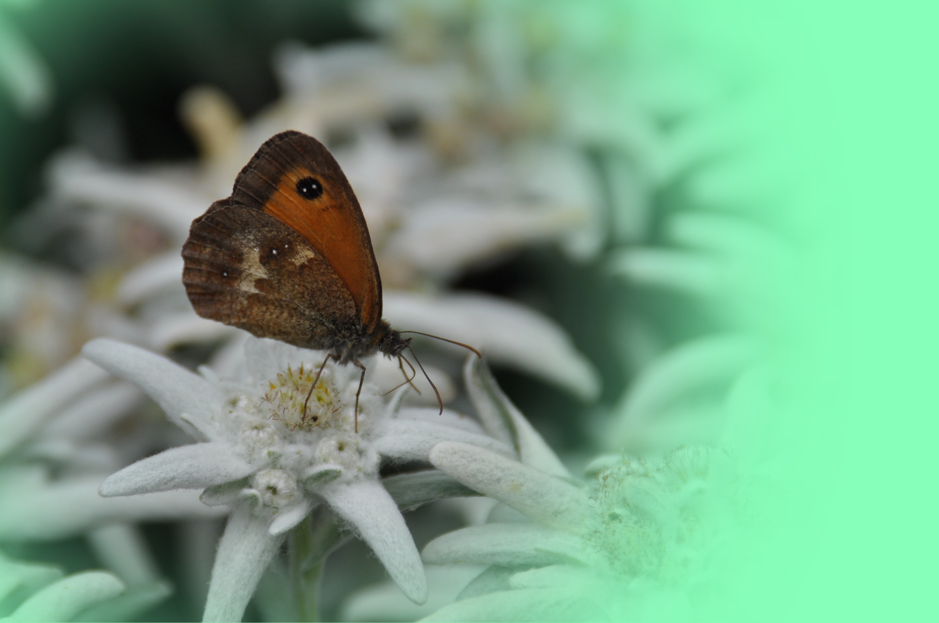 flower-papillon sur edelweiss by mapini