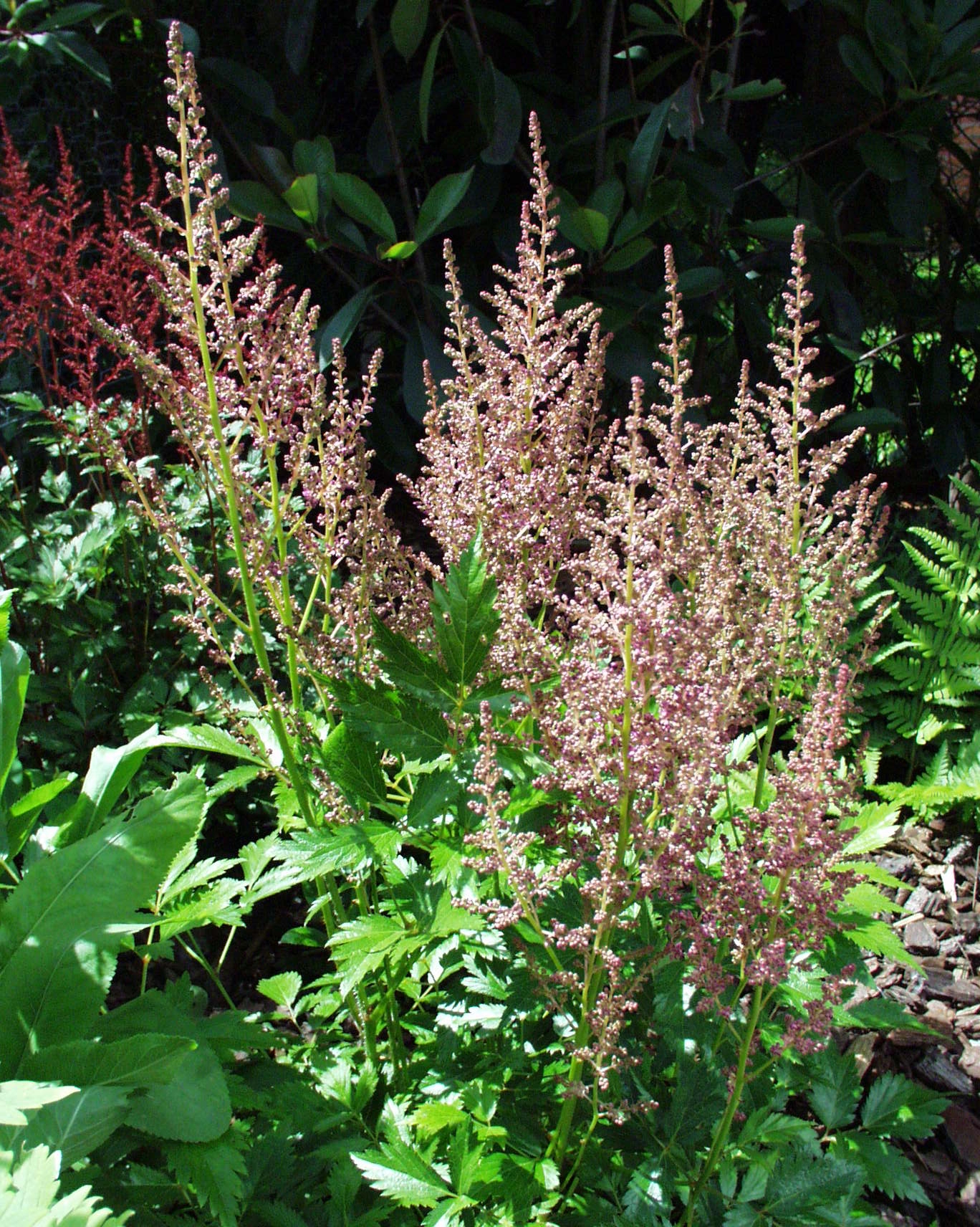 astilbe 1 by mapini