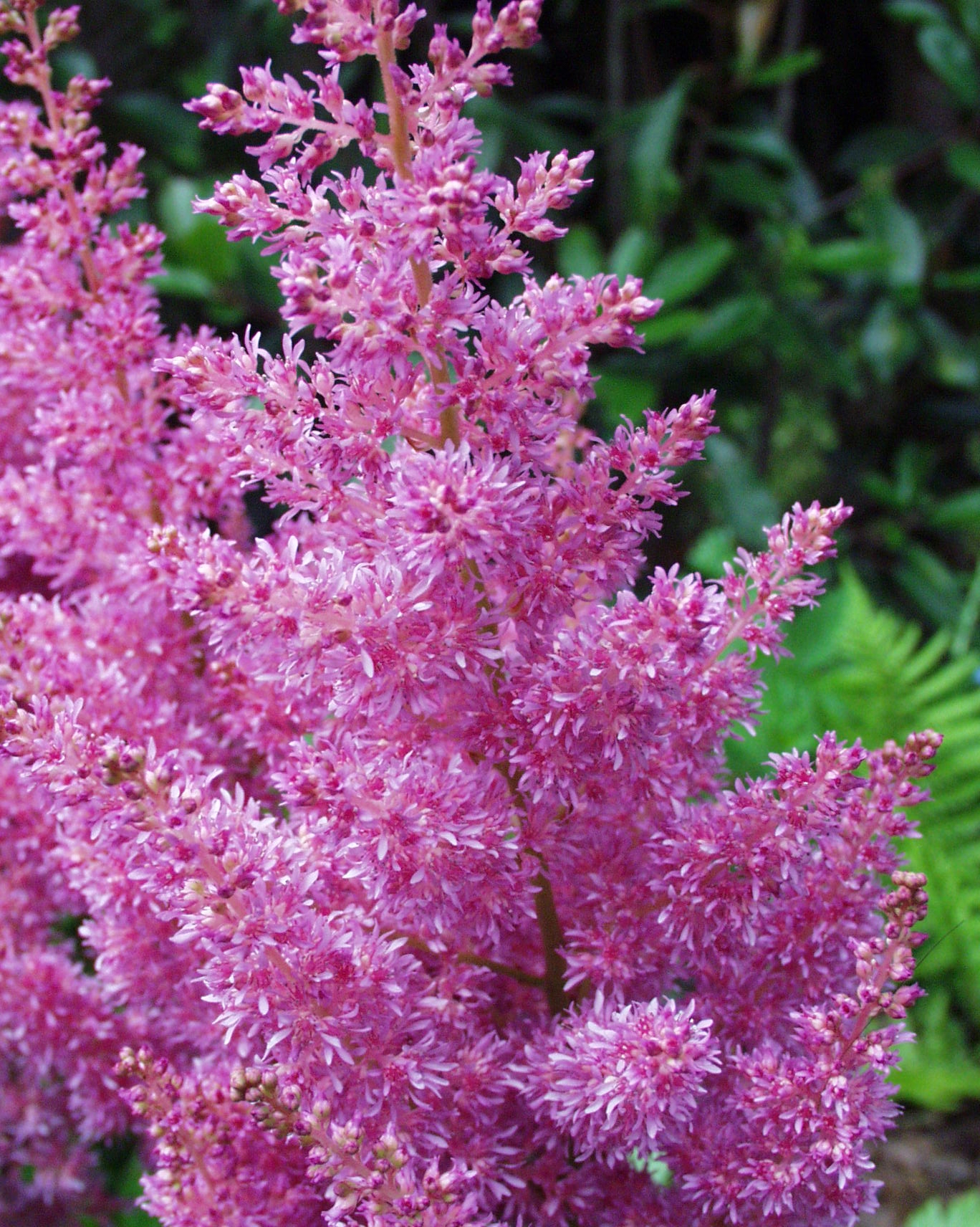 astilbe 2 by mapini - Image Abyss