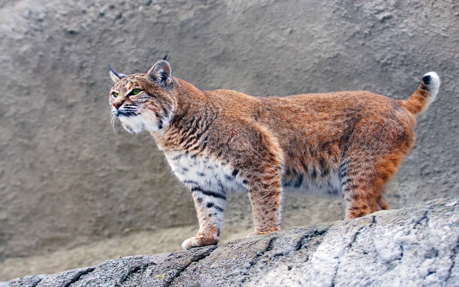 Download Animal Lynx Image