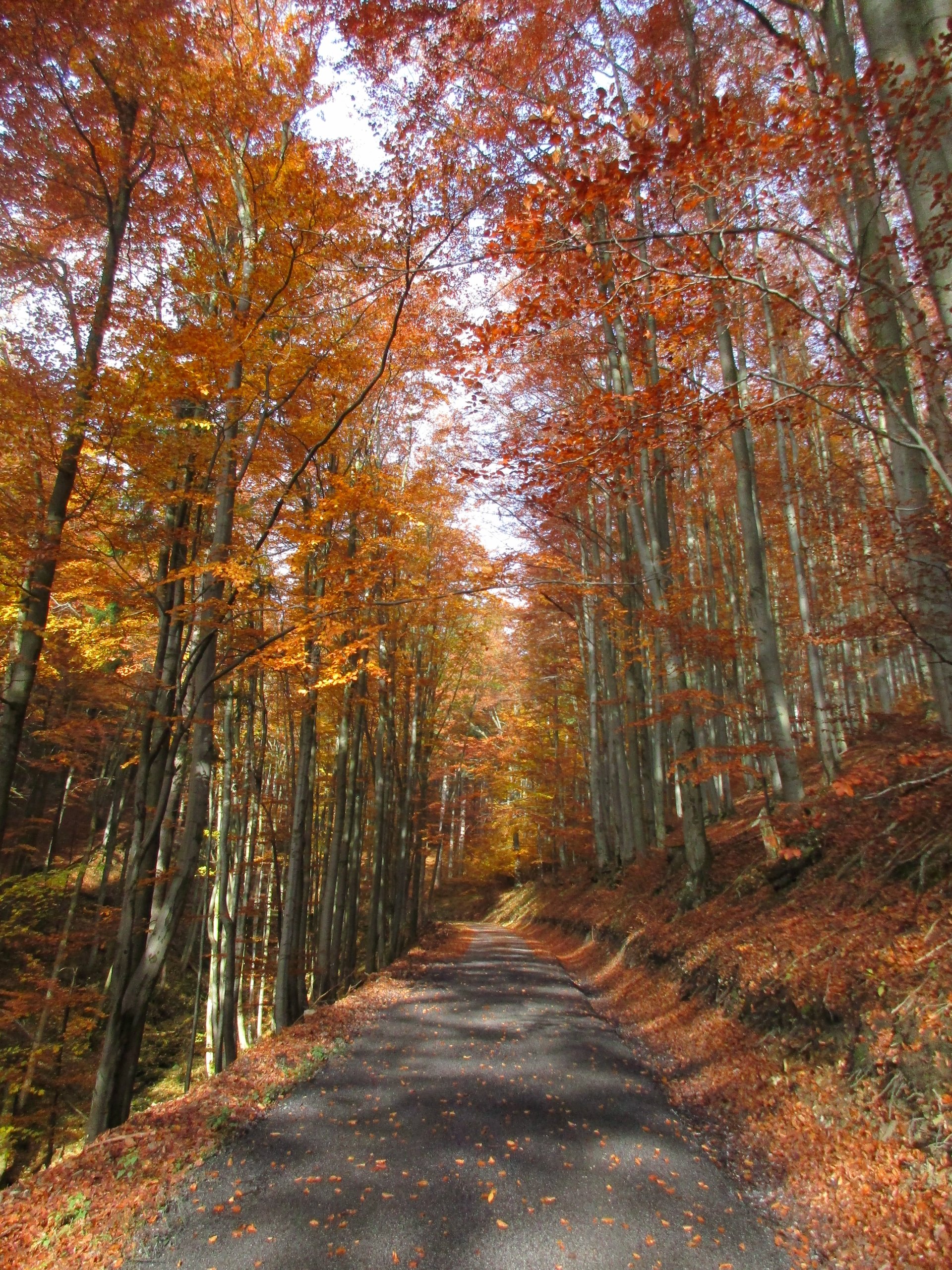 Autumn Forest Road in the Czech Republic by Trissha
