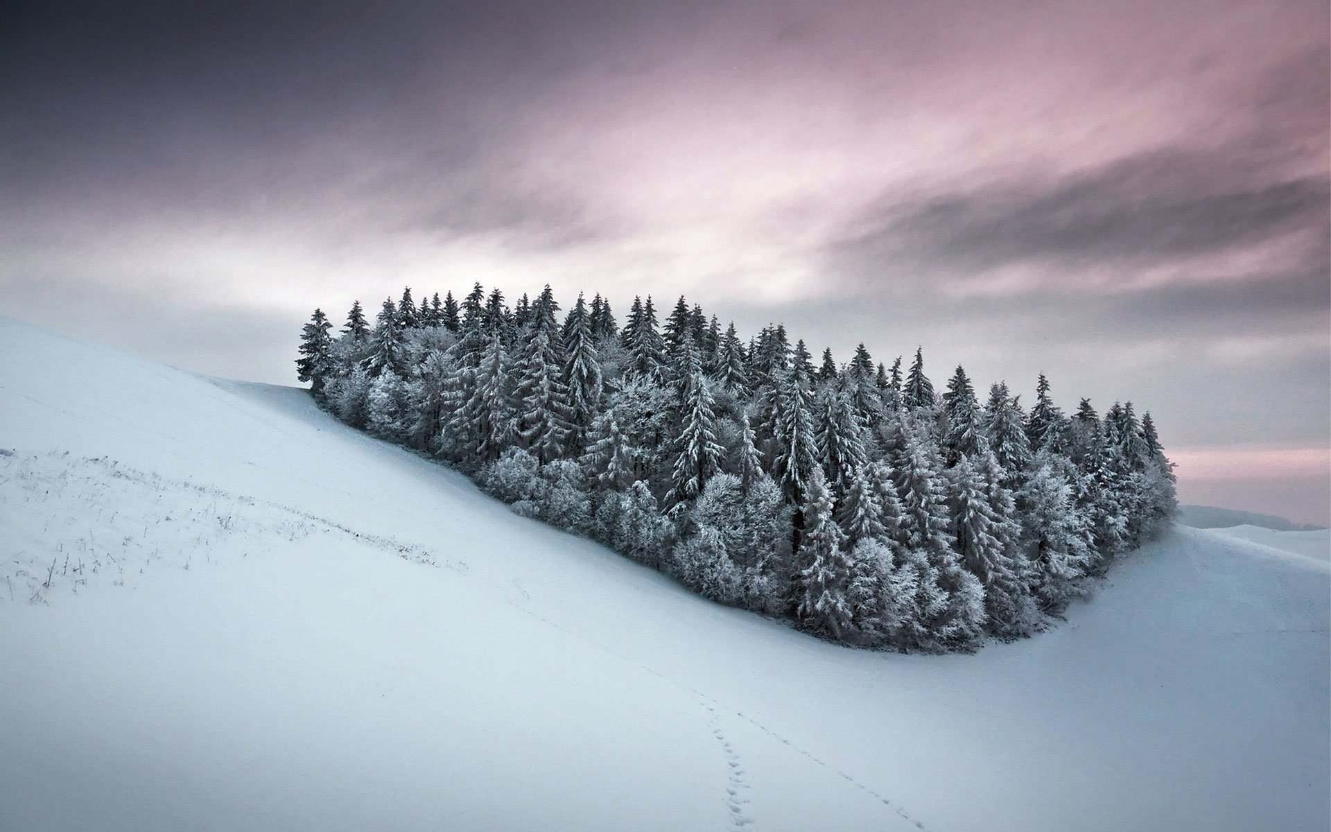 Winter Wonderland: Snow-Covered Forest Serenity