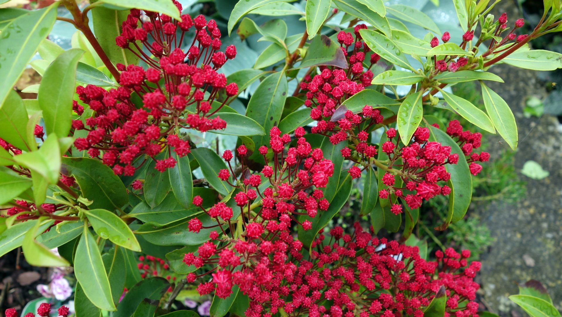 Kalmia latifolia Nancy by mapini