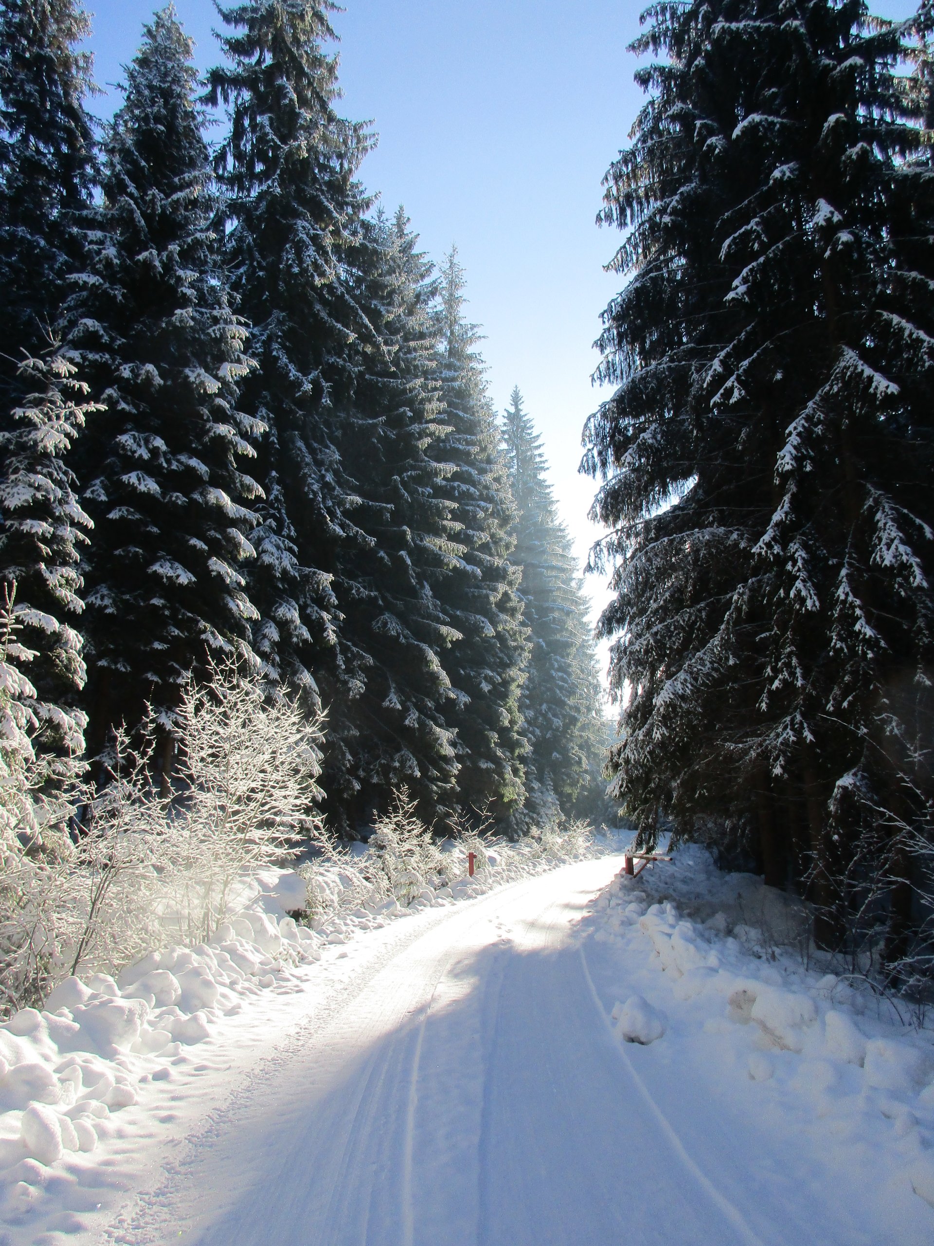 Download Snow Forest Tree Path Nature Winter Image by Trissha