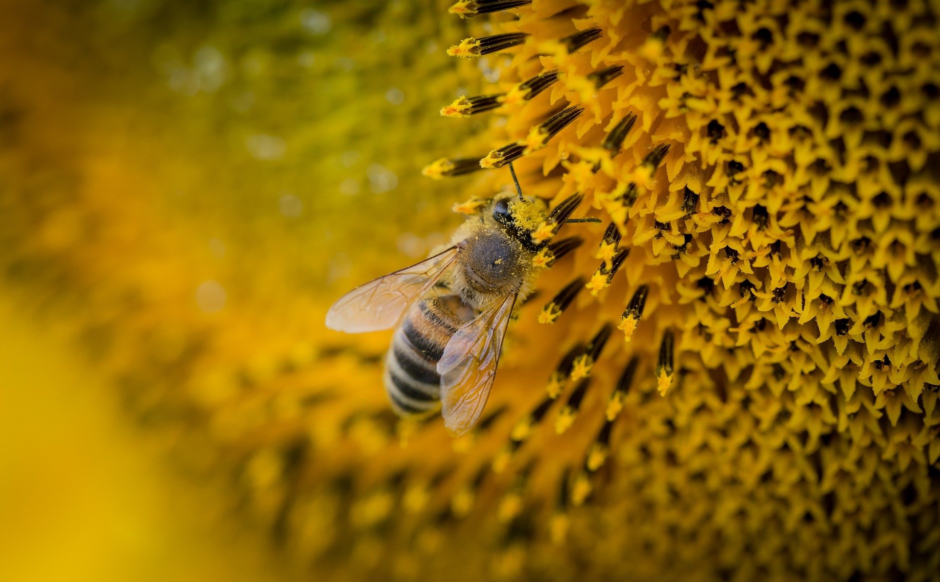 Download Pollination Yellow Flower Close-up Macro Insect Sunflower ...