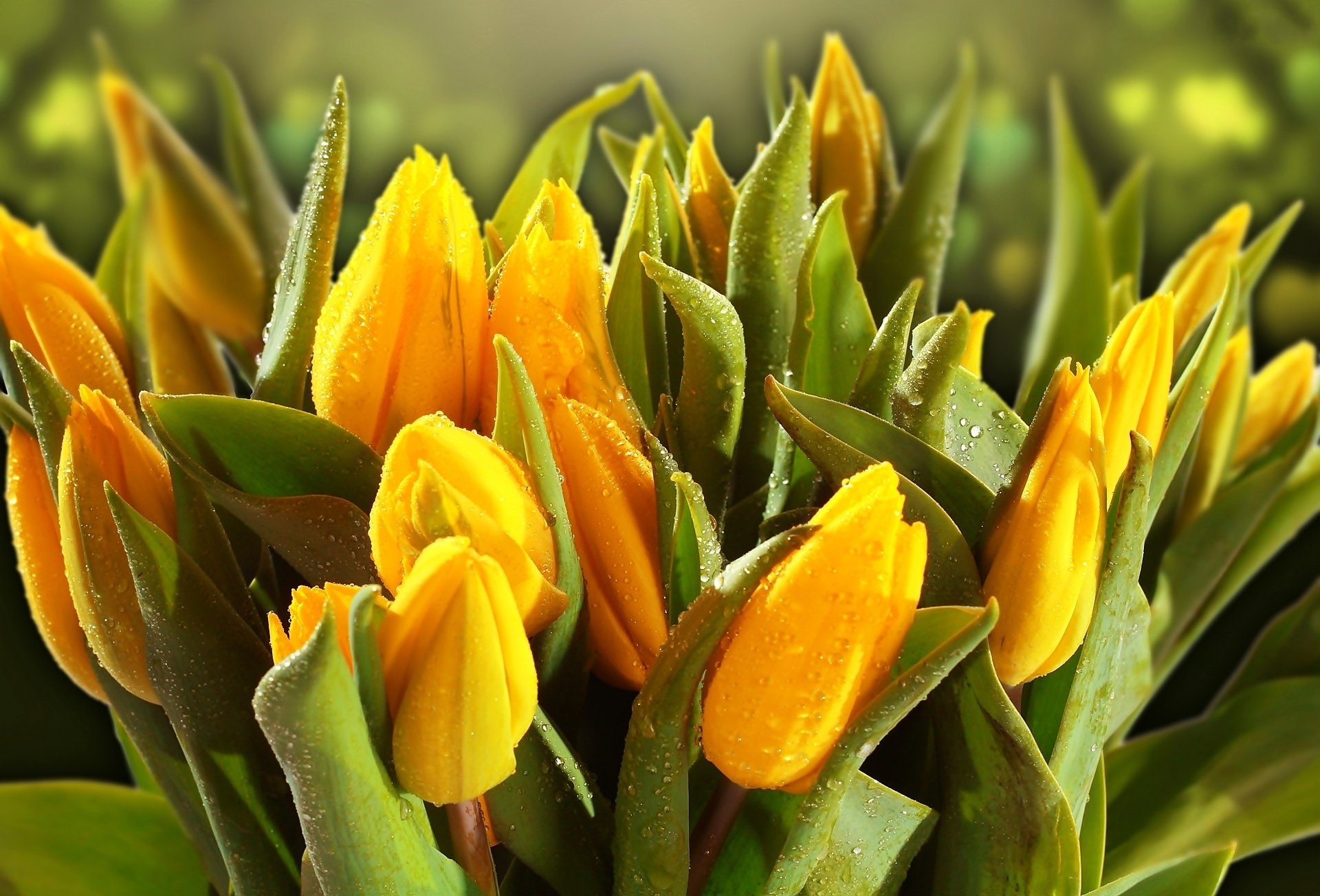 Yellow Tulips Image - ID: 296794 - Image Abyss