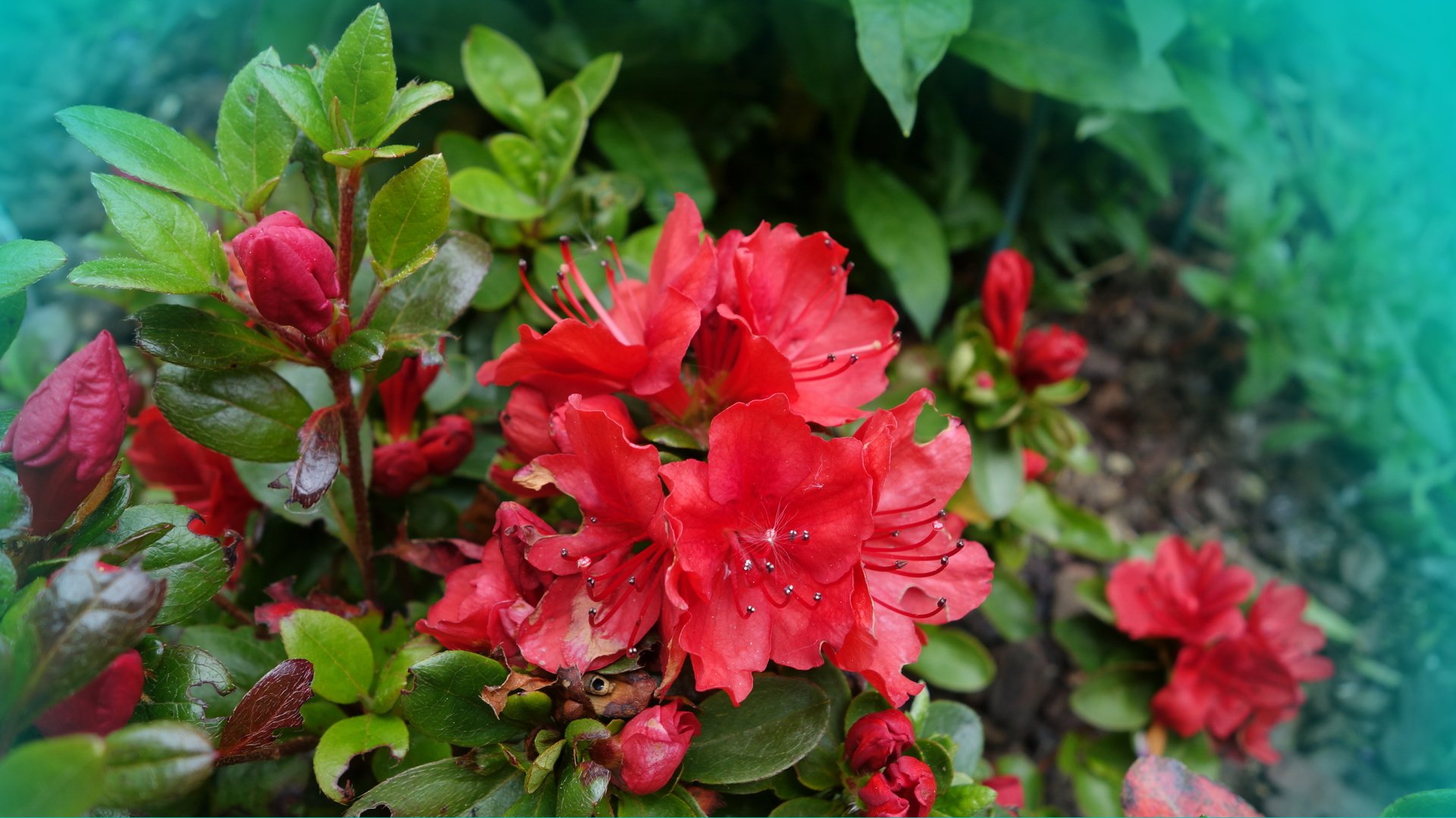 azaléa 1 Image - ID: 296805 - Image Abyss