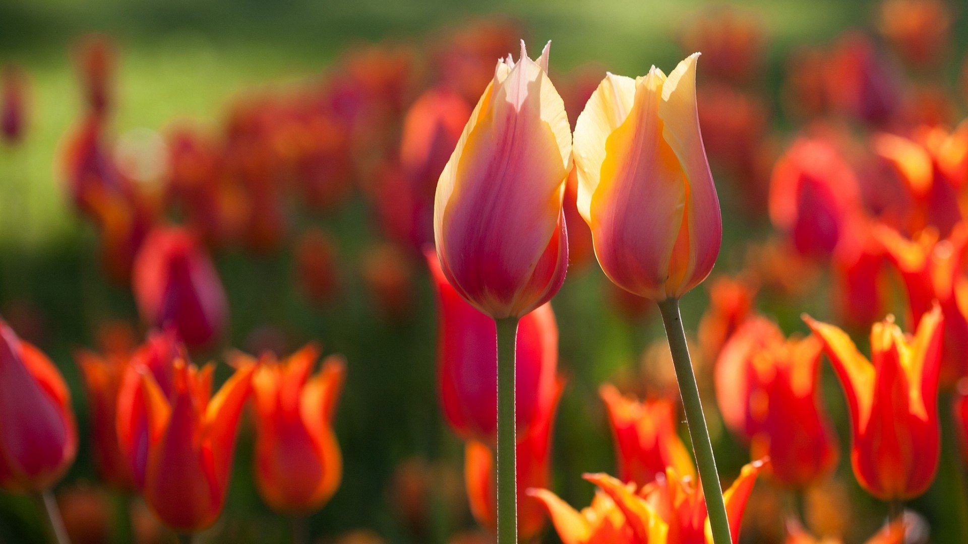Download Nature Tulip Image