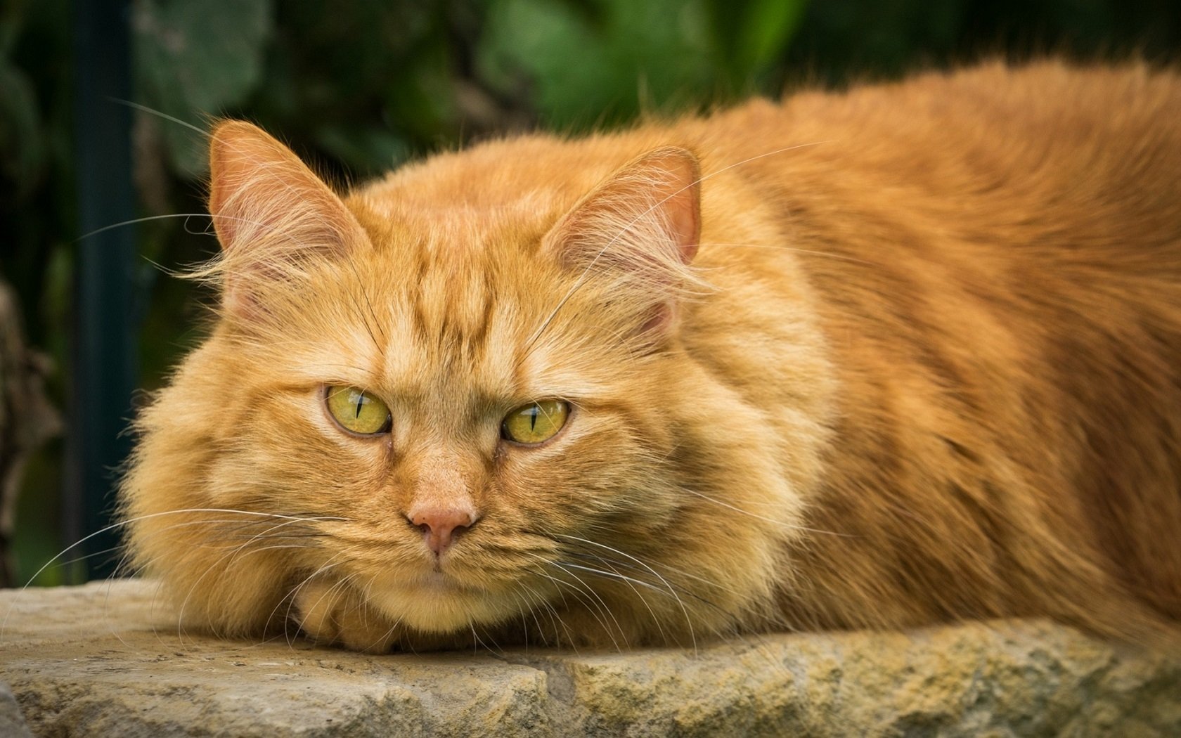 Maine Coon - Desktop Wallpapers, Phone Wallpaper, PFP, Gifs, and More!