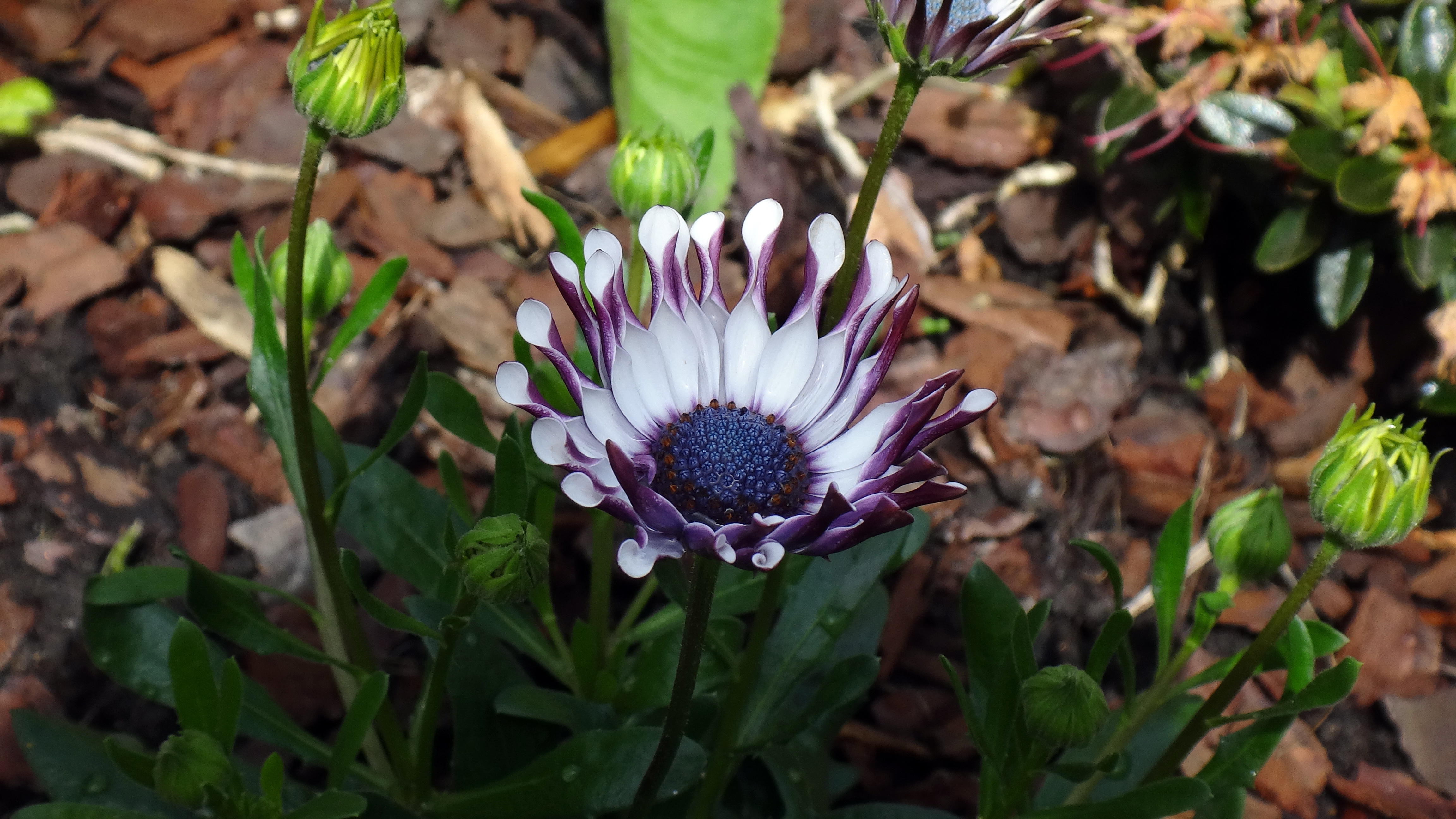 Dimorphoteca10 by mapini - Image Abyss