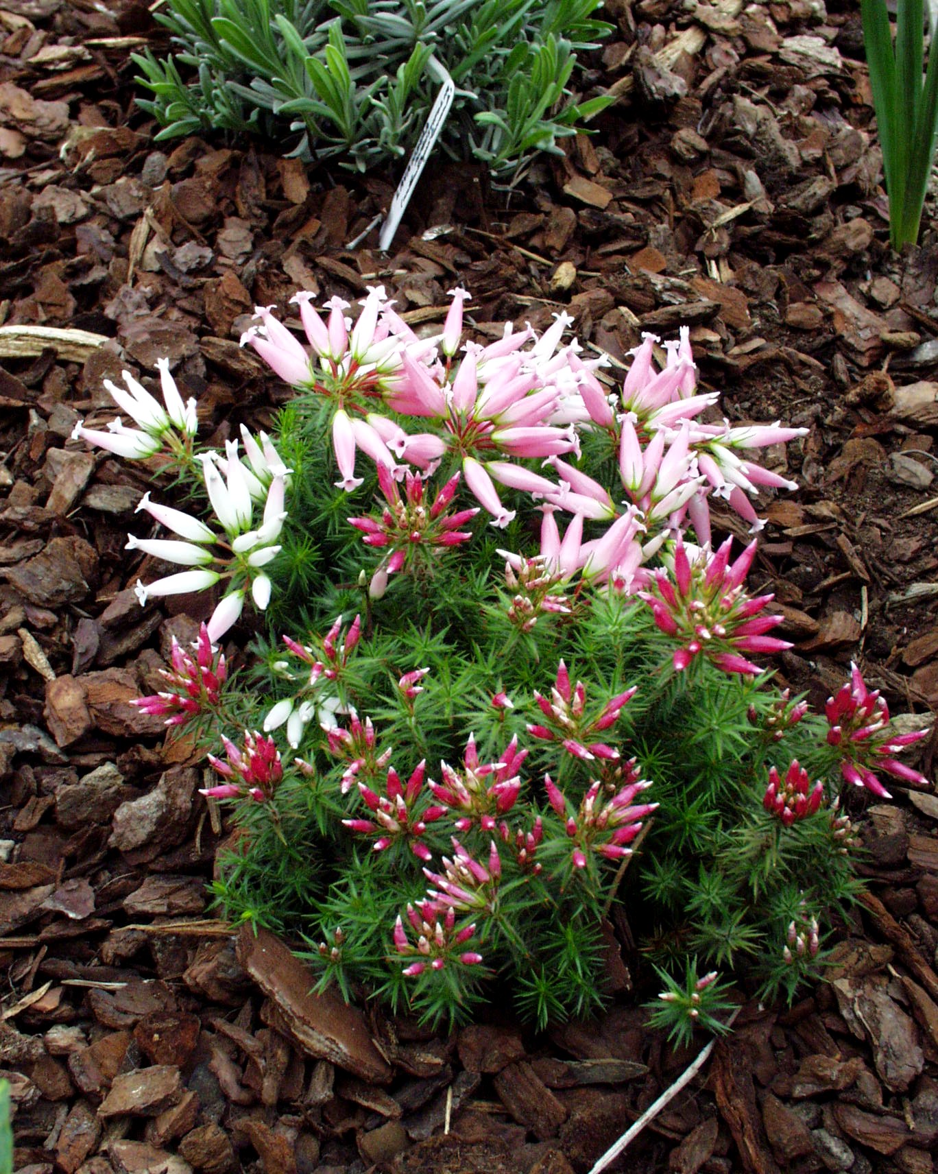 Erica ventricosa3 by mapini