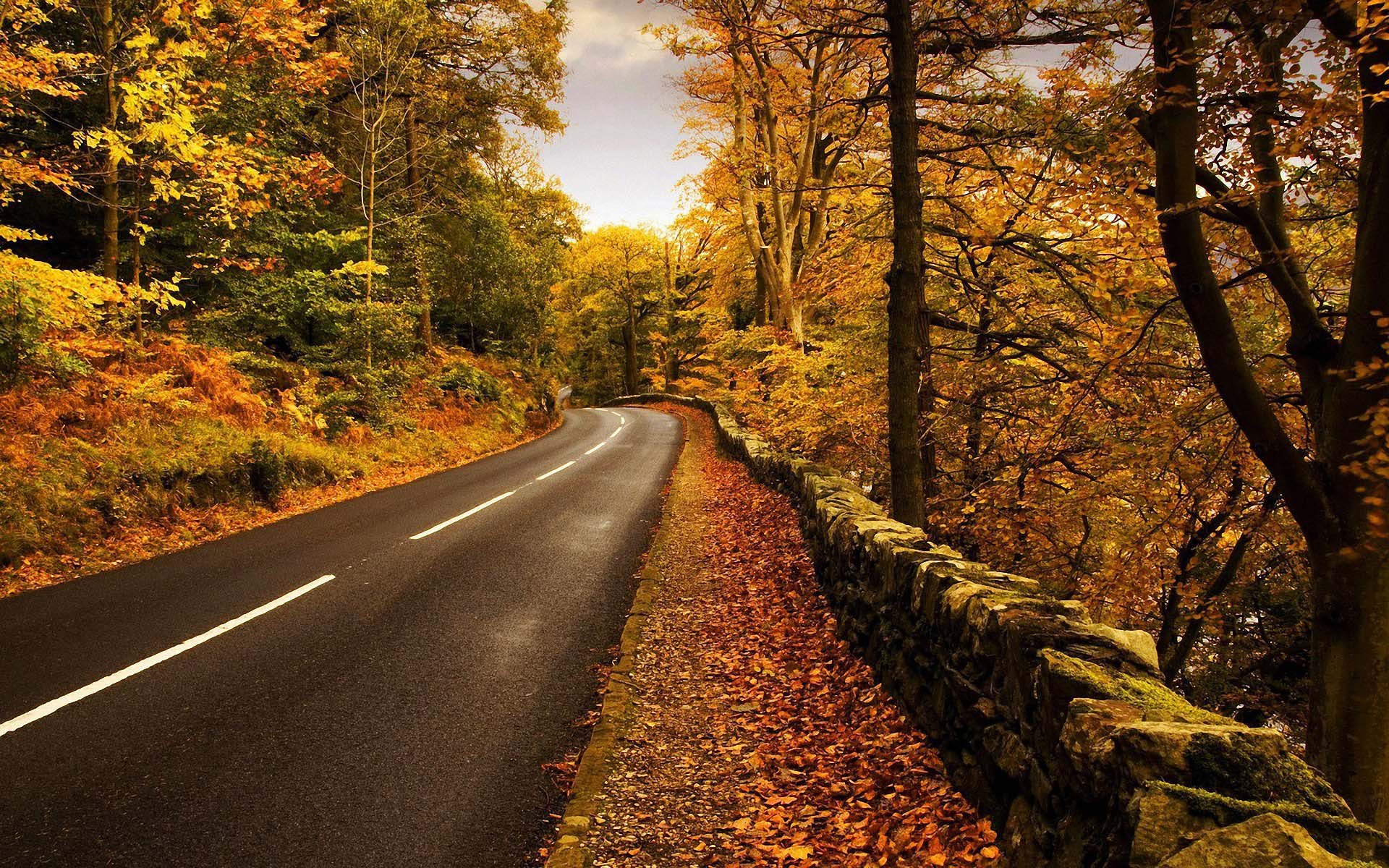 Autumn Serenity: A Man-Made Road Through Nature