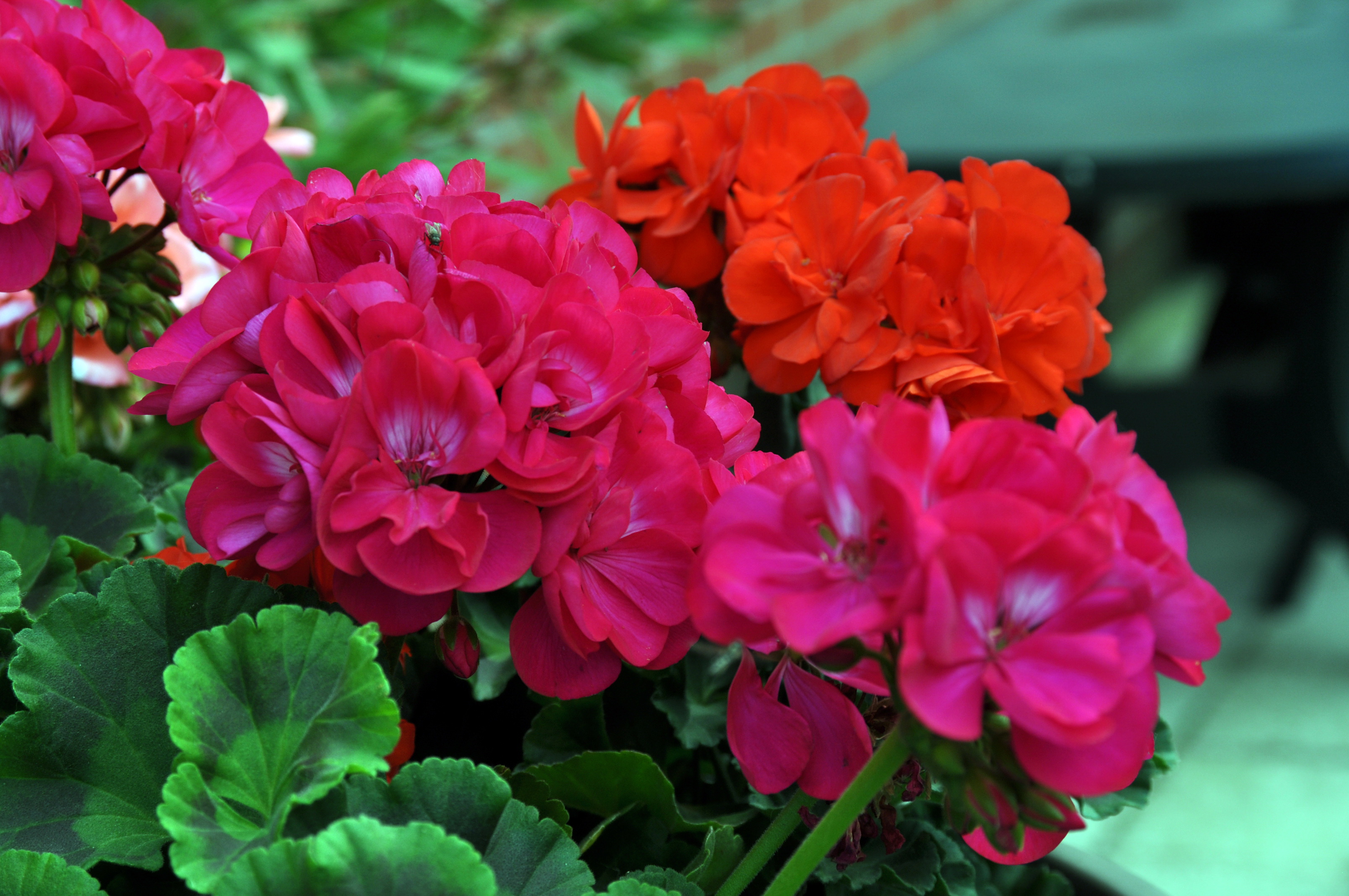 Geranium 4 by mapini - Image Abyss