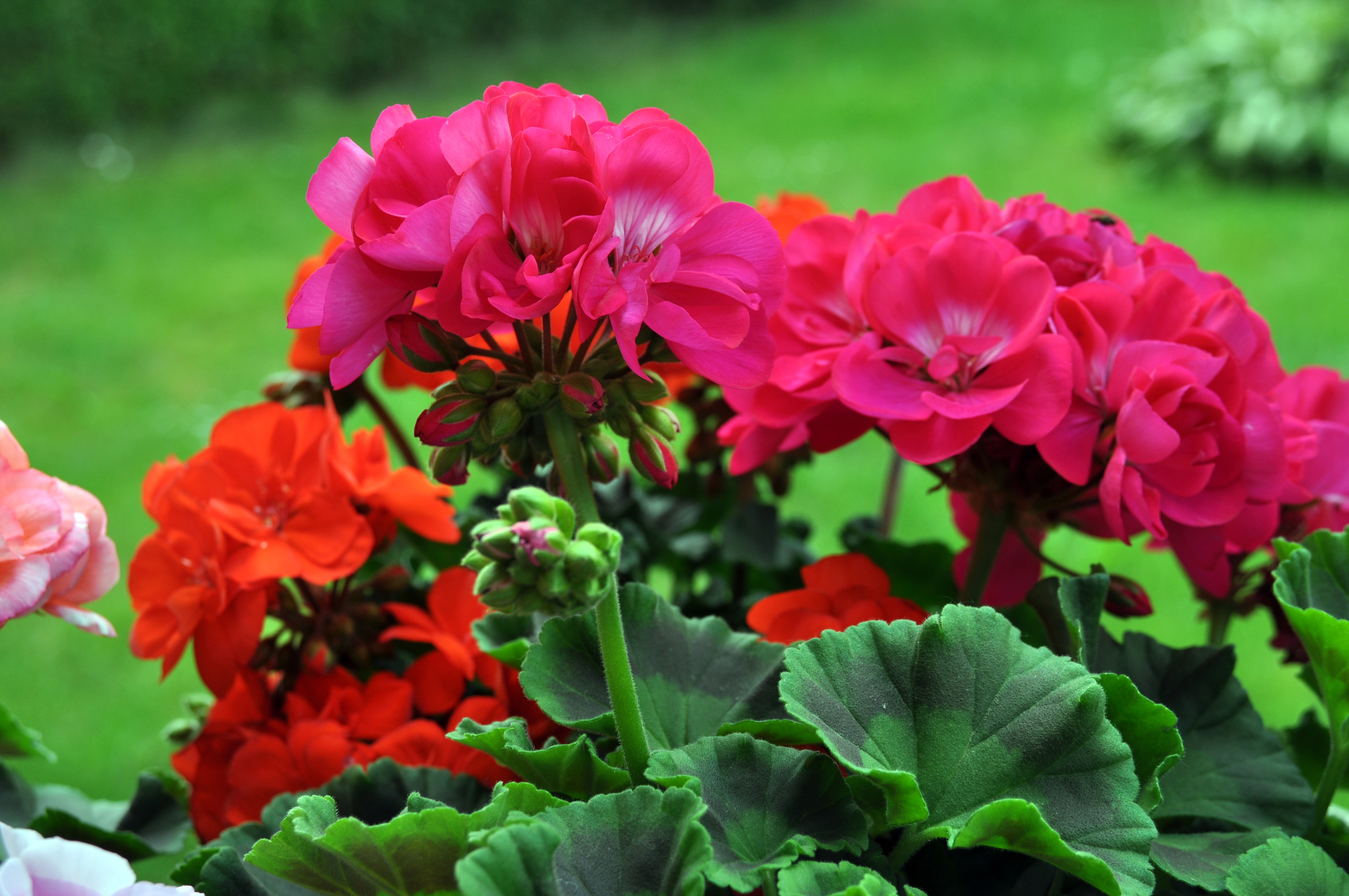 Geranium 6 by mapini