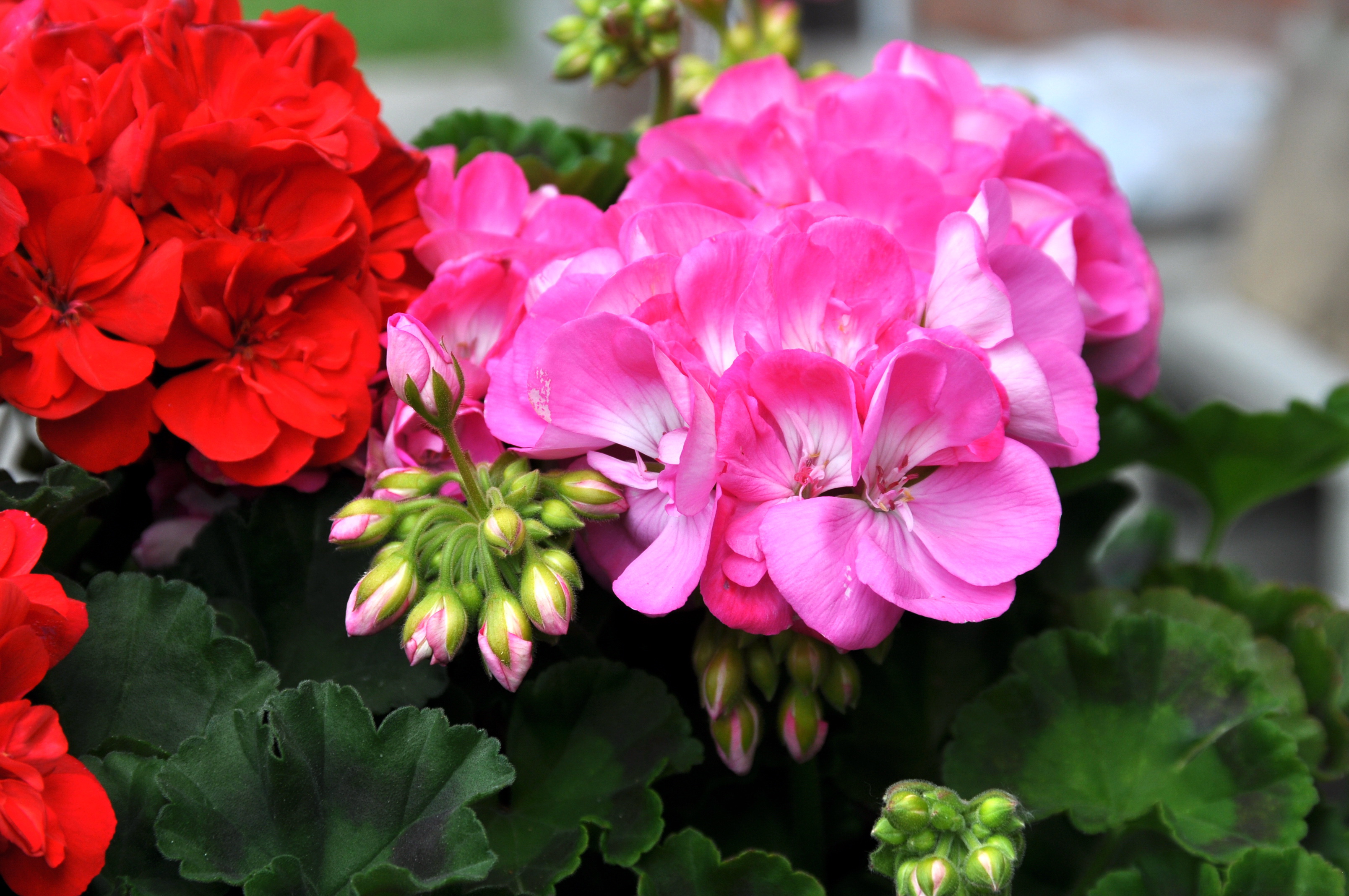 Geranium 8 by mapini