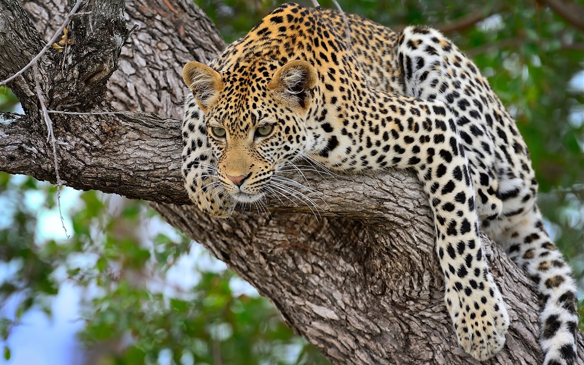 Majestic Leopard Relaxing on a Tree