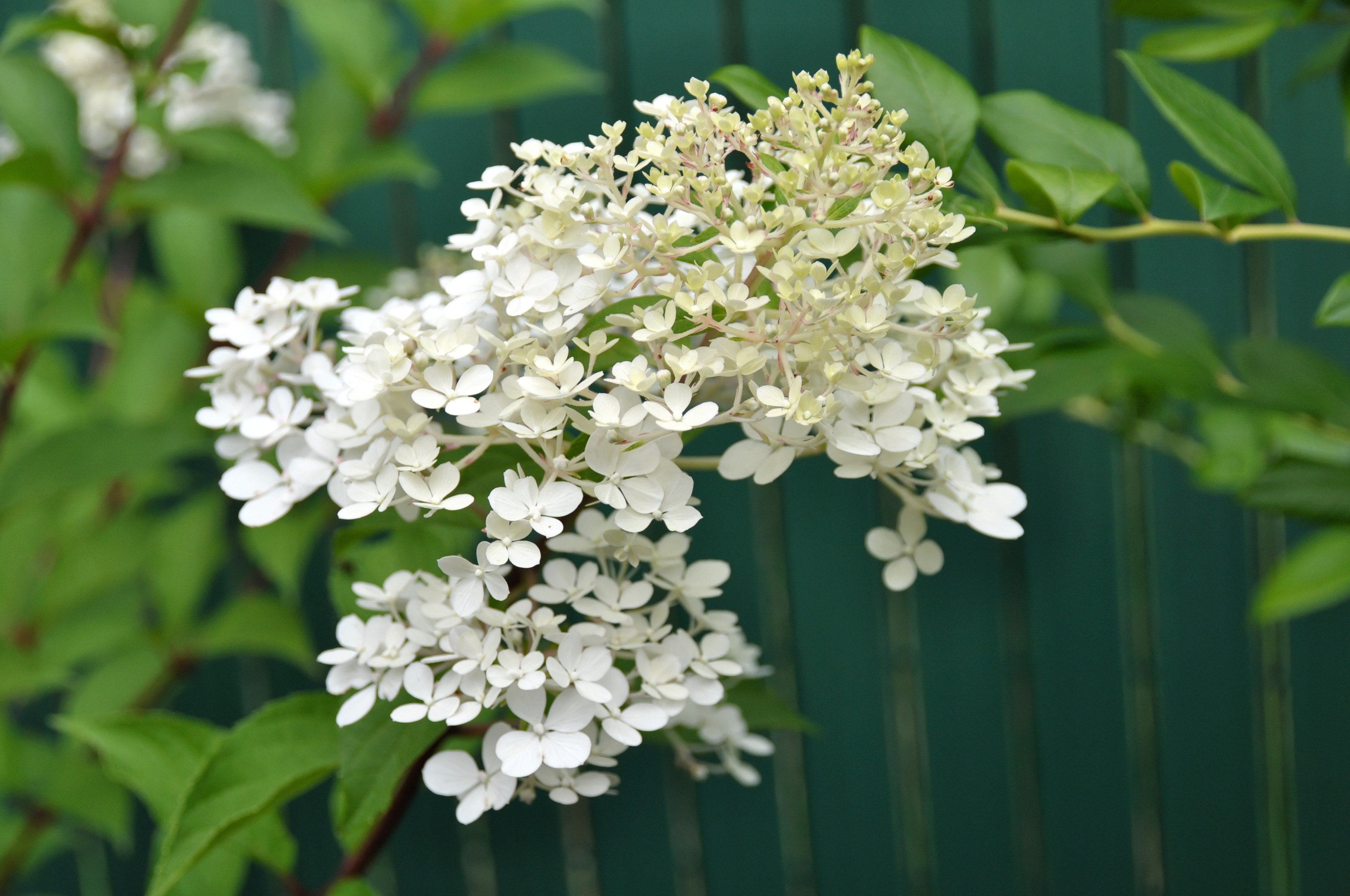 Hydrangea 1 by mapini