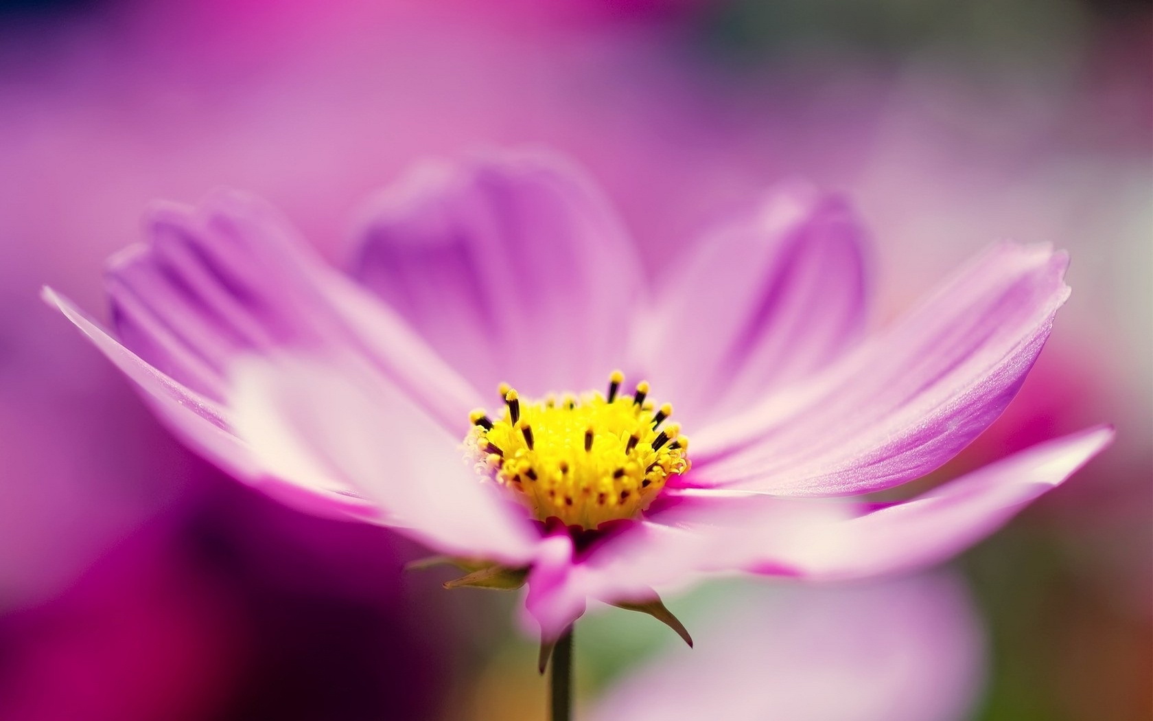 Flower Picture - Image Abyss