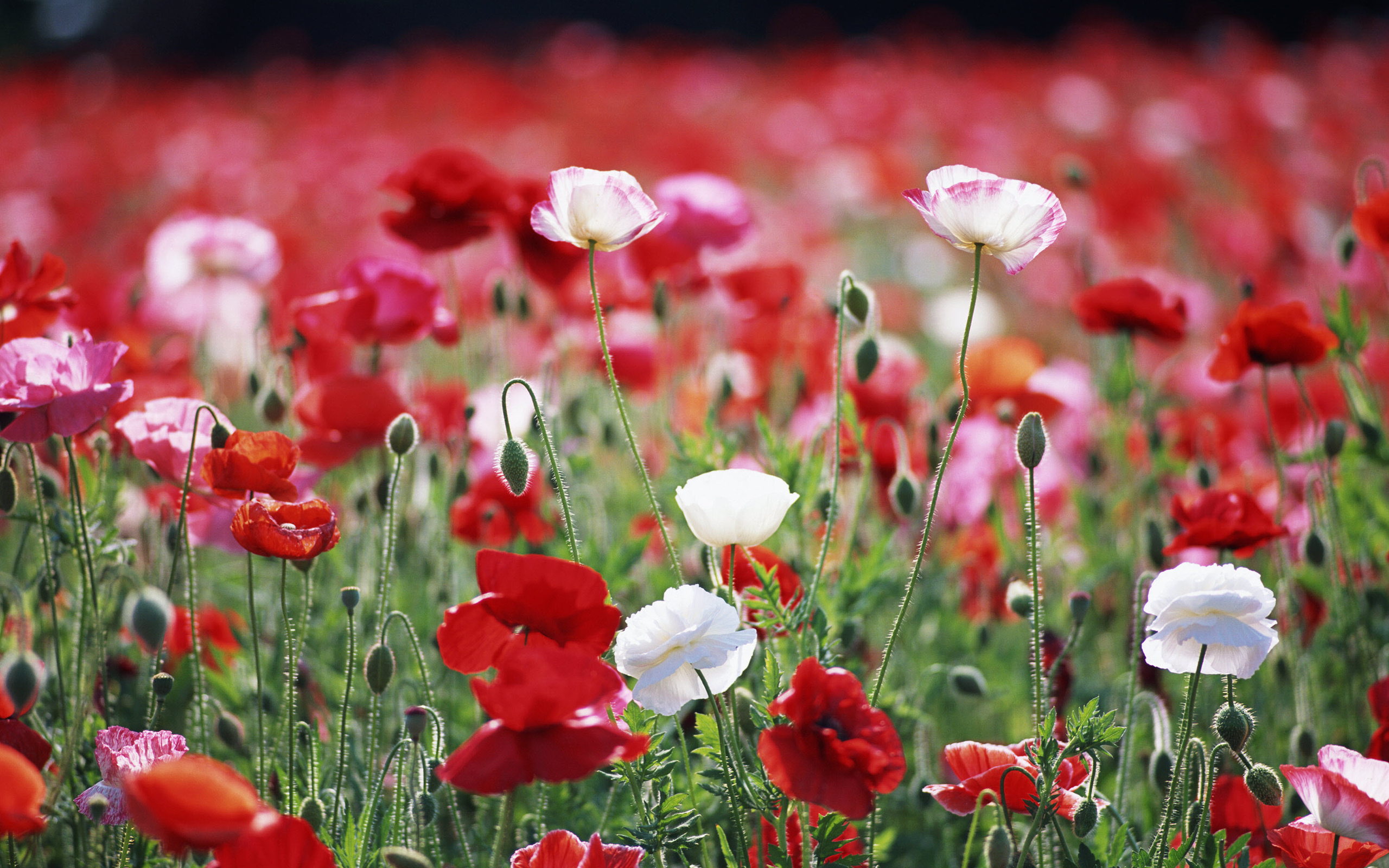 Poppy Picture - Image Abyss
