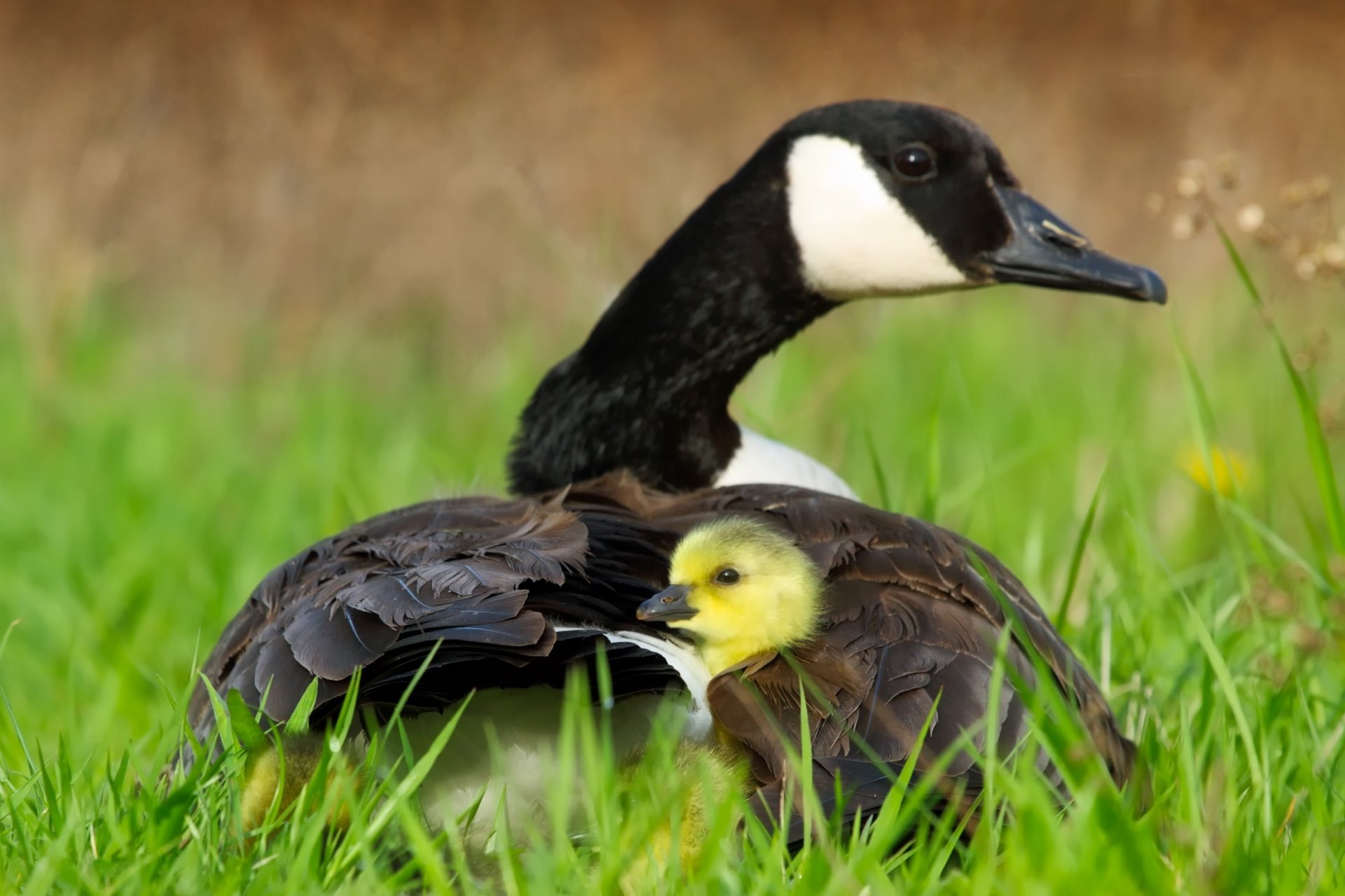 Mother Canada goose and her baby gosling Image - ID: 297020 - Image Abyss