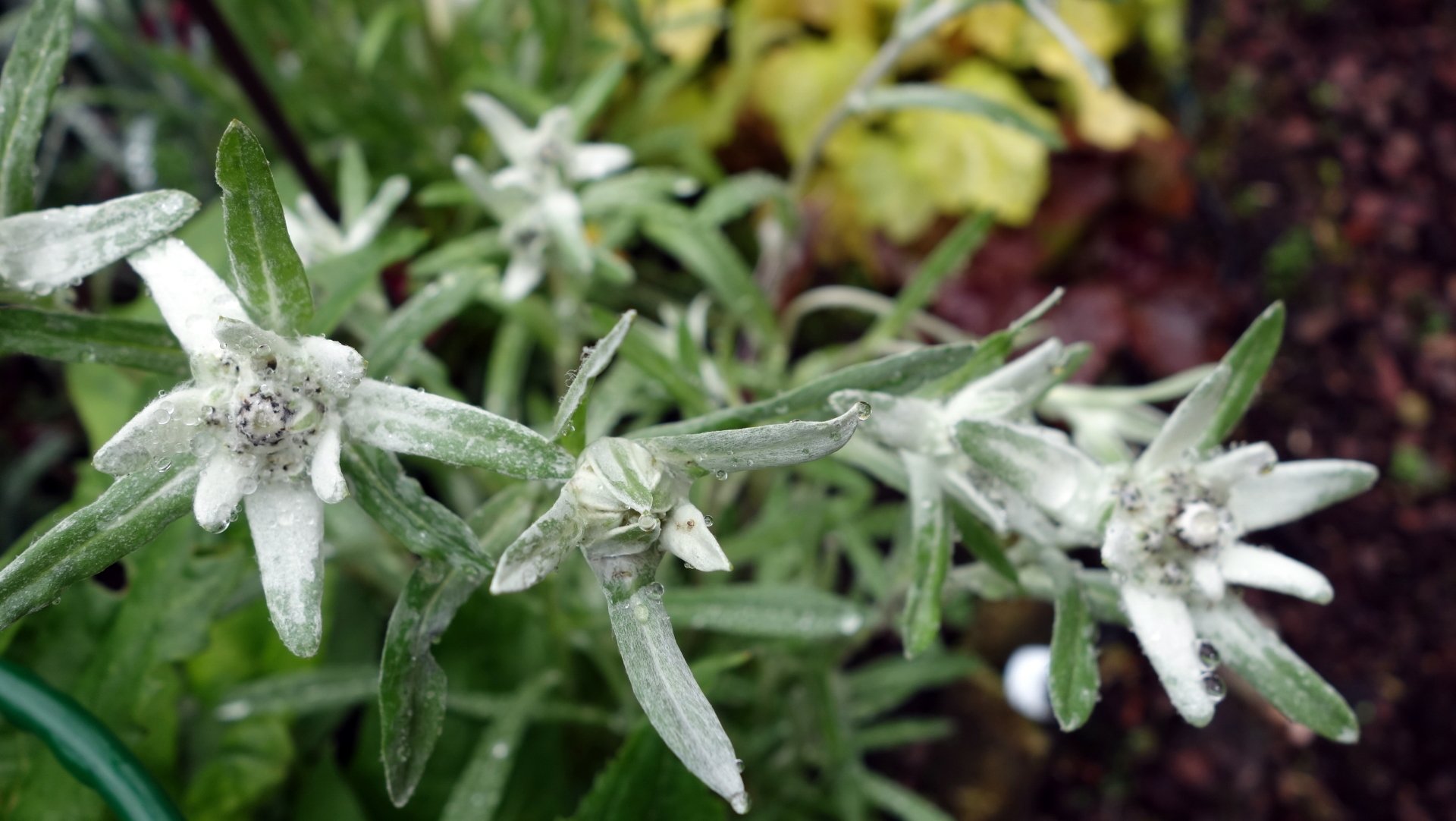 Edelweiss2 by mapini