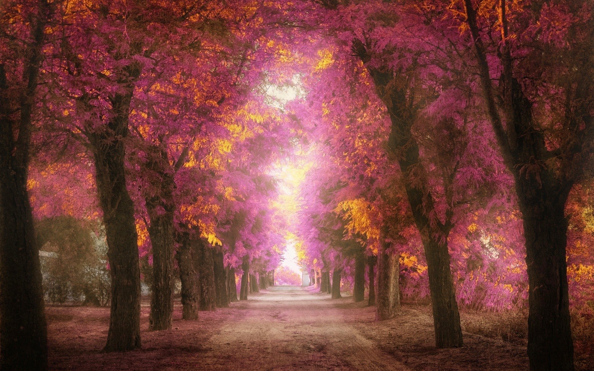 Magical Trees Image - ID: 297167 - Image Abyss
