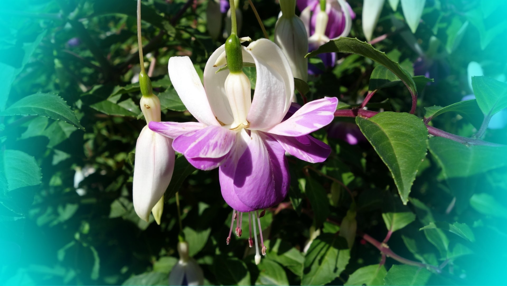 Fuchsia - Desktop Wallpapers, Phone Wallpaper, PFP, Gifs, and More!