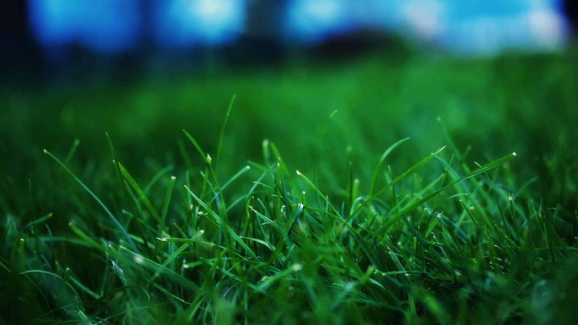 Grass Image - ID: 297269 - Image Abyss