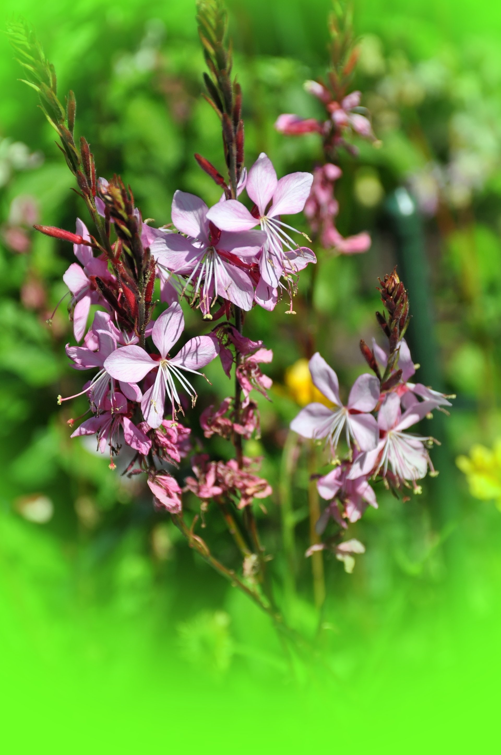 Gaura 2 Image - ID: 297289 - Image Abyss