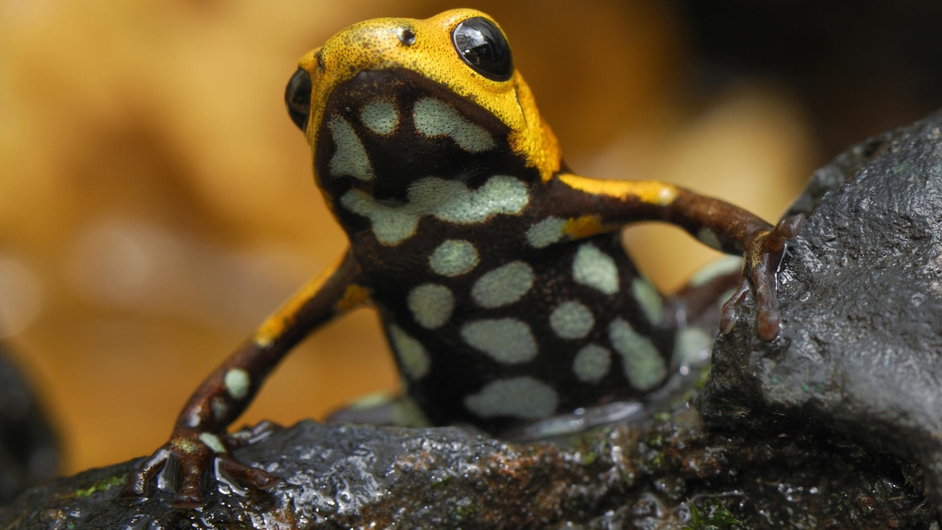 Poison dart frog Image - ID: 297300 - Image Abyss