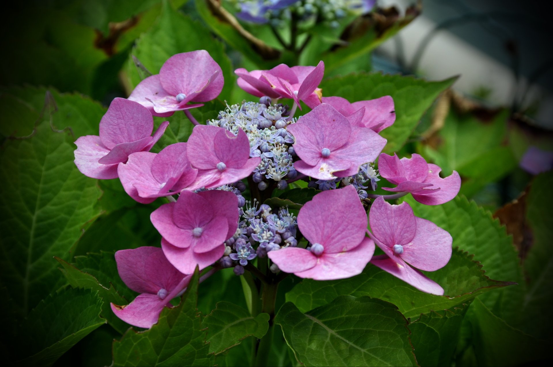 Hydrangea 3 by mapini