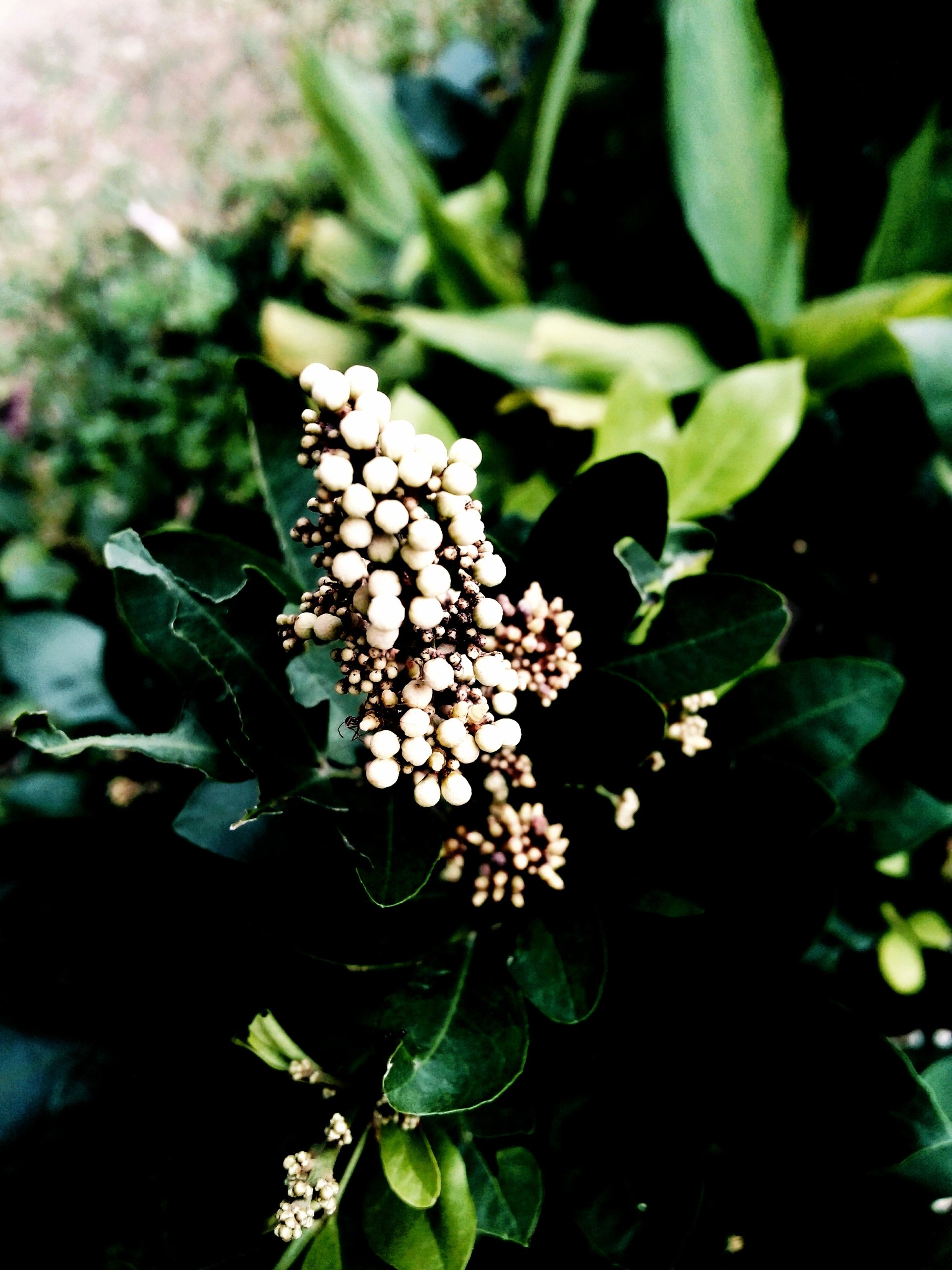 Bubble Plant ! Image - ID: 297606 - Image Abyss