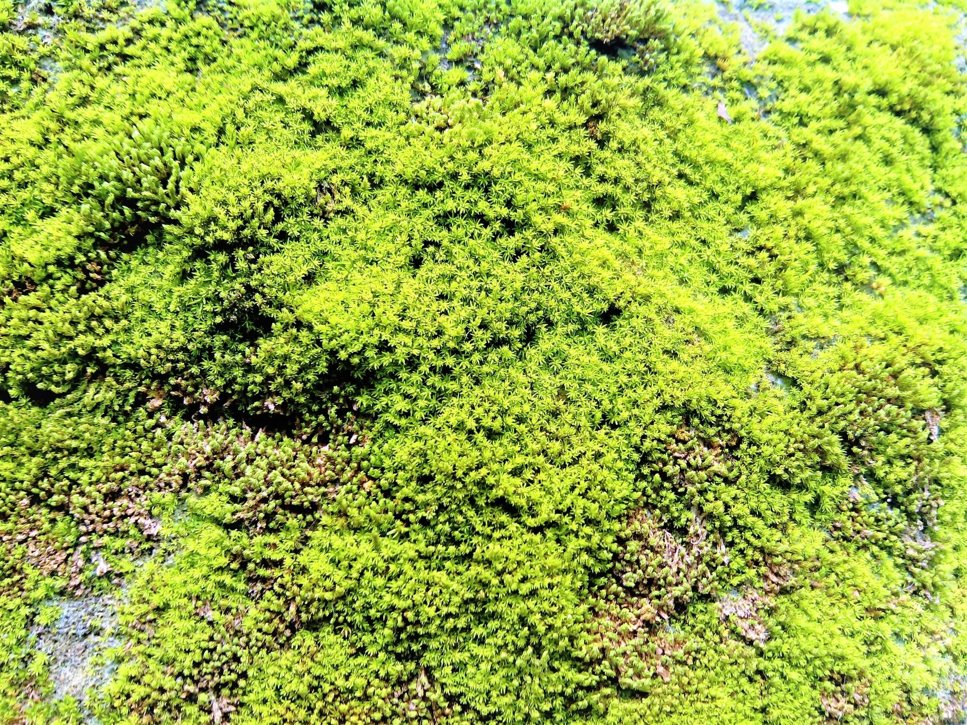 Moss Effect by Sakib-Abdullah