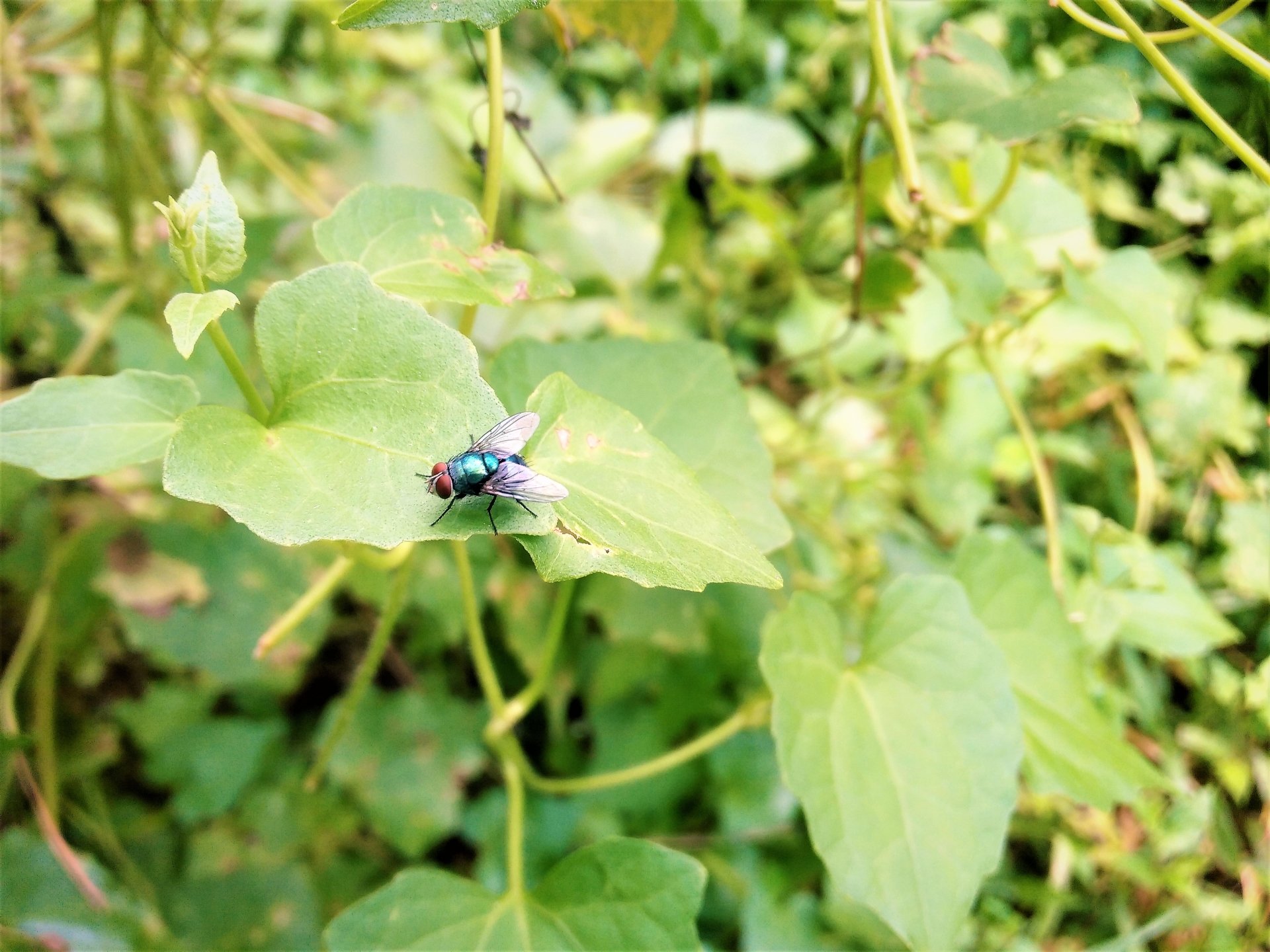 Download Green Nature Animal Fly Image by Sakib-Abdullah