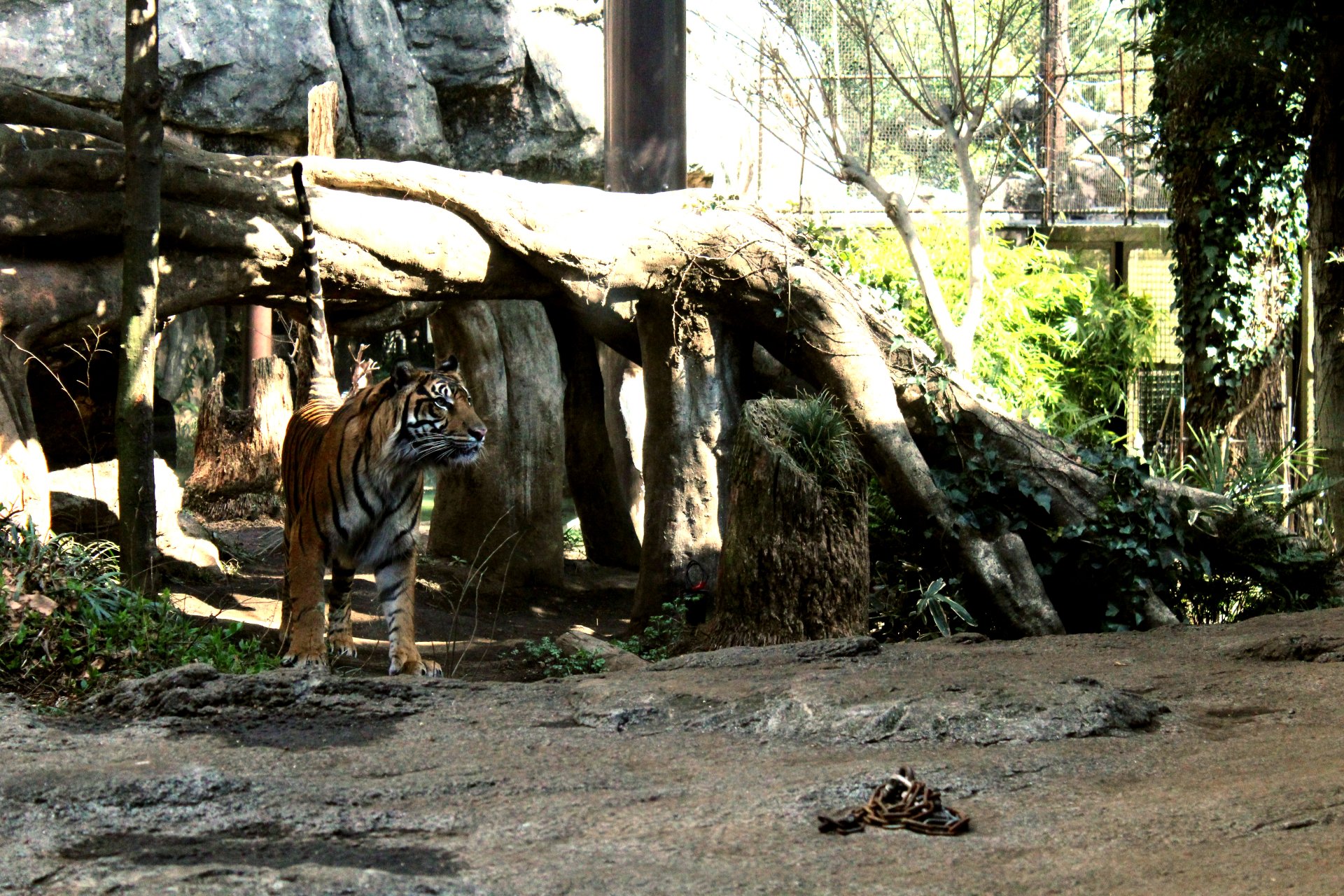 Tiger Picture by Kazeiru - Image Abyss