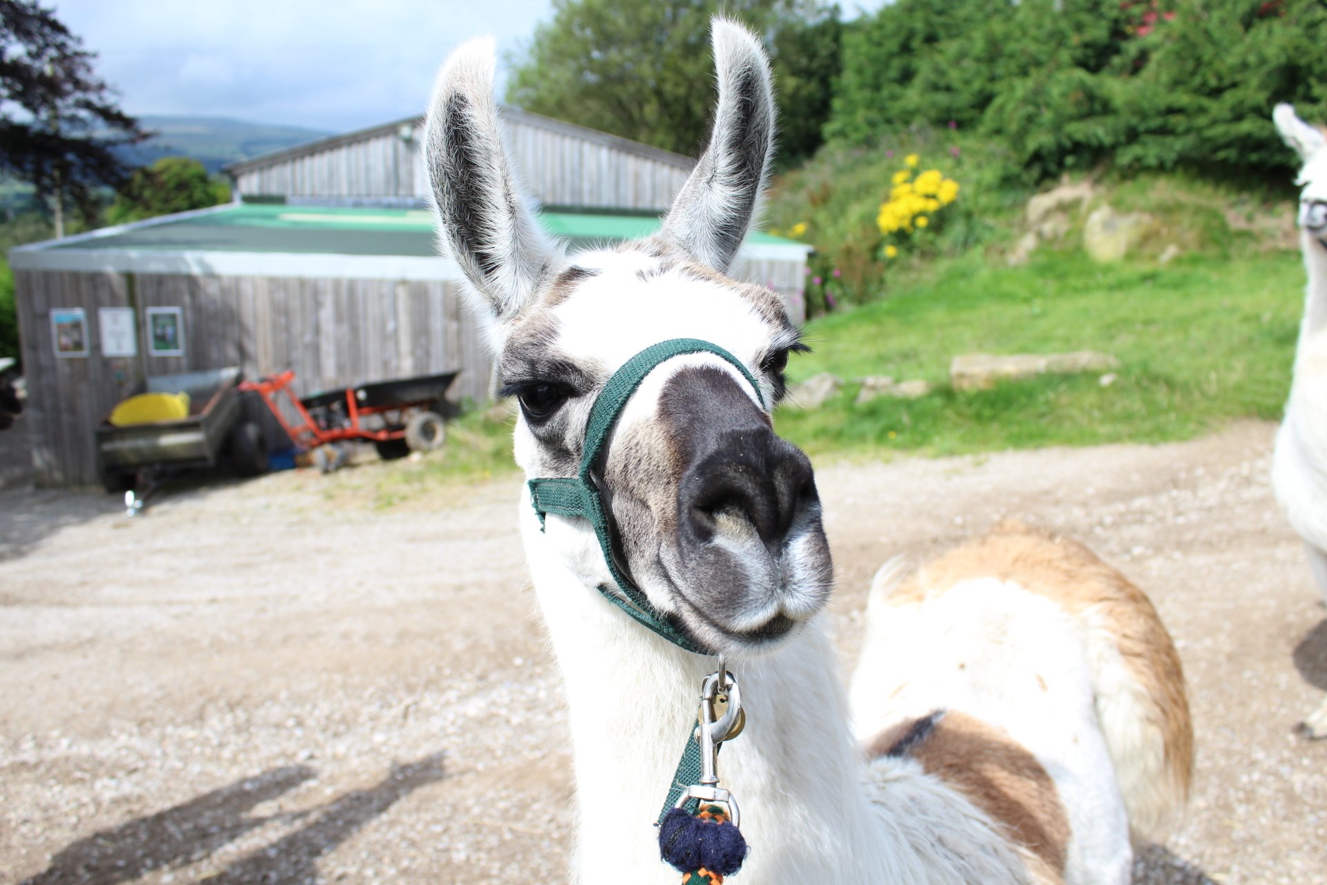 Llama - Desktop Wallpapers, Phone Wallpaper, PFP, Gifs, and More!