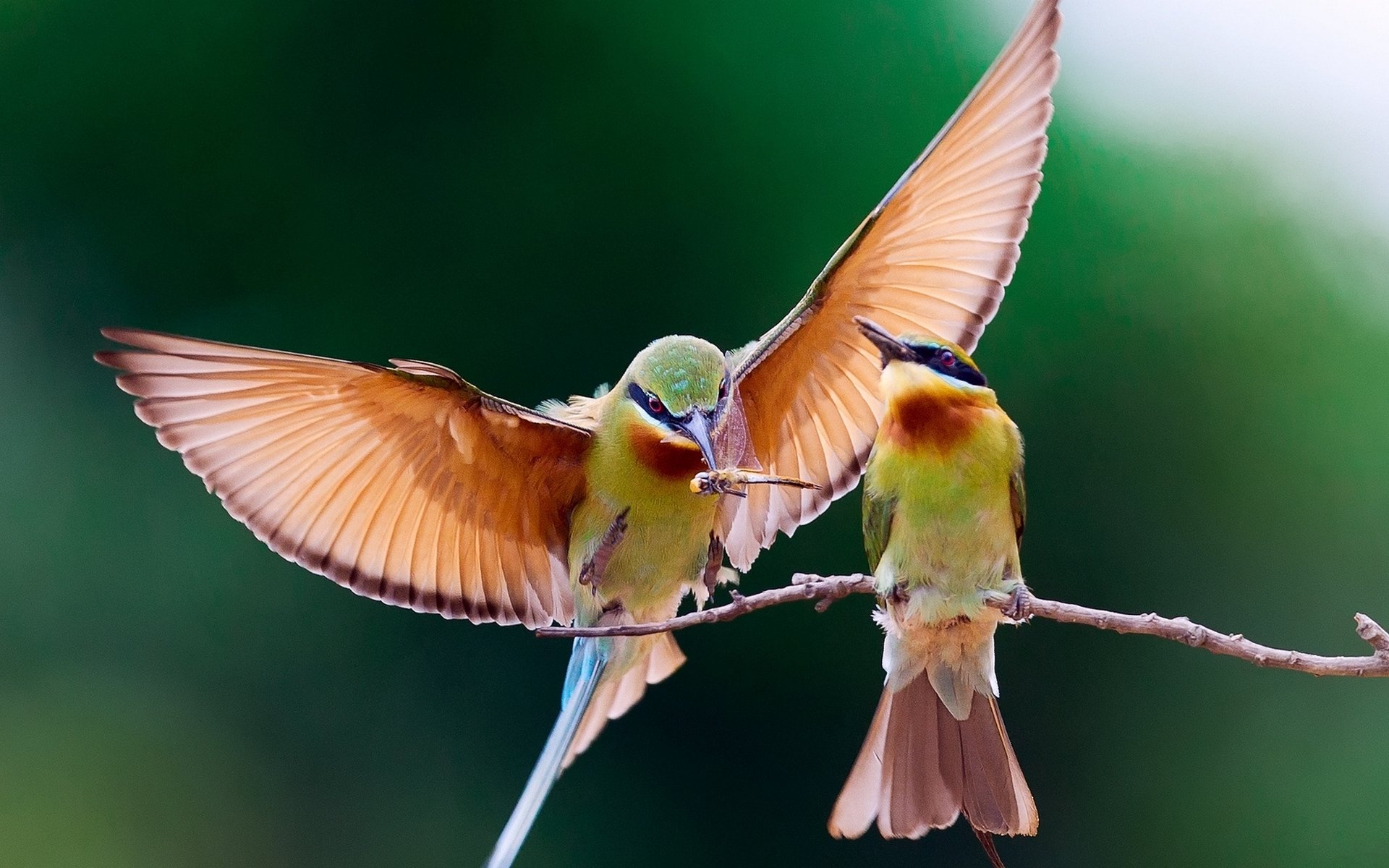 Graceful Bee-Eaters: Vibrant Birds in Flight