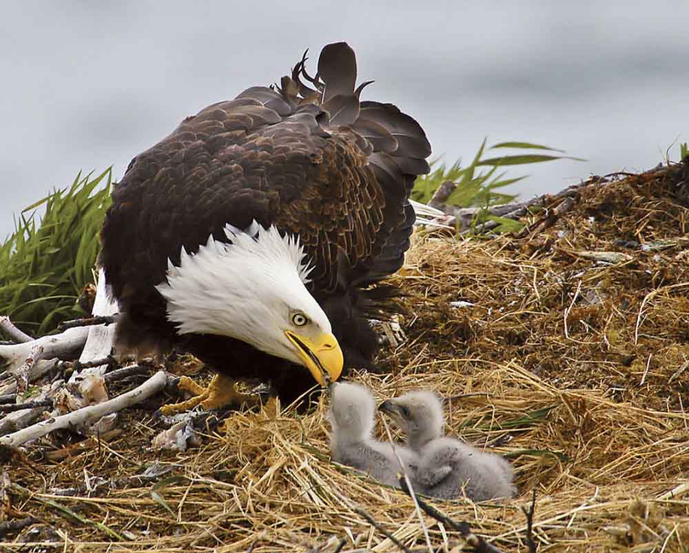 Download Cute Baby Animal Bird Eagle Animal Bald Eagle Image