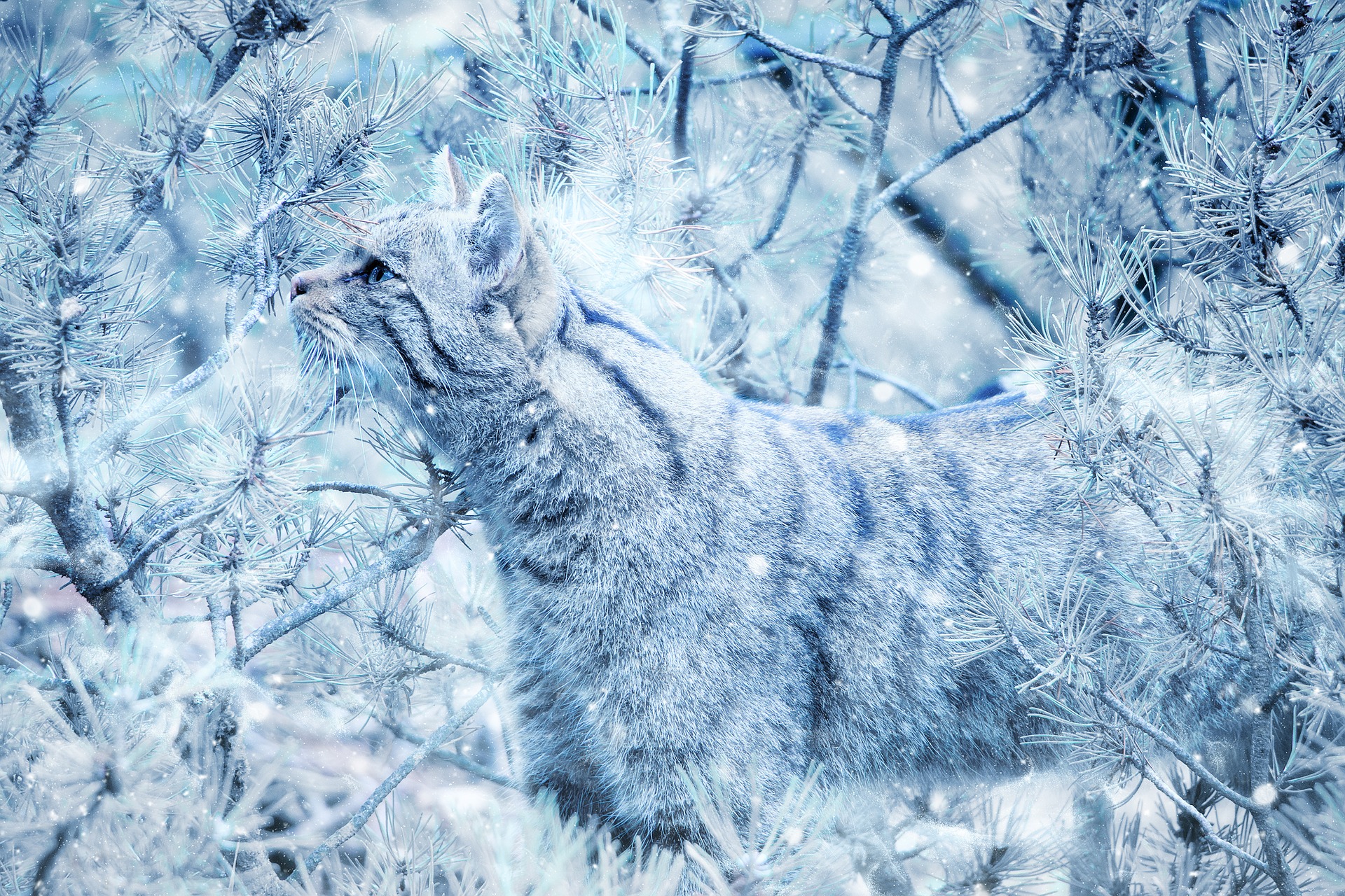 A Wildcat Photo changed to look like Winter - Image Abyss